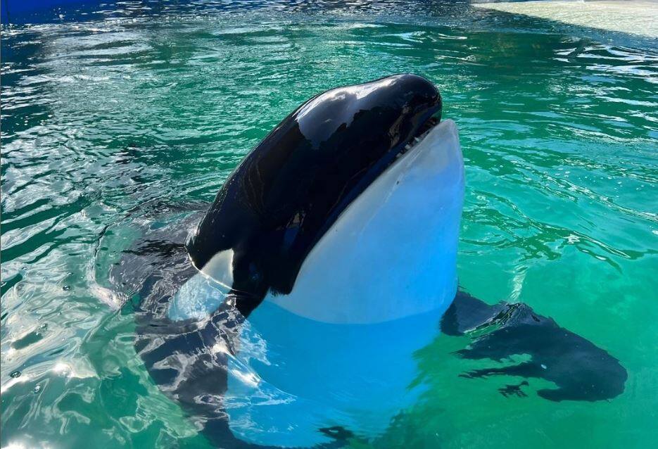 L’orque Lolita qui devait être remise en liberté après 50 ans en ...