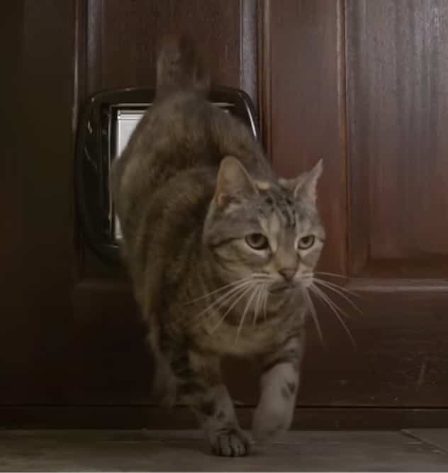 LISTEN: This cat breaks a world record by purring as loud as a kettle