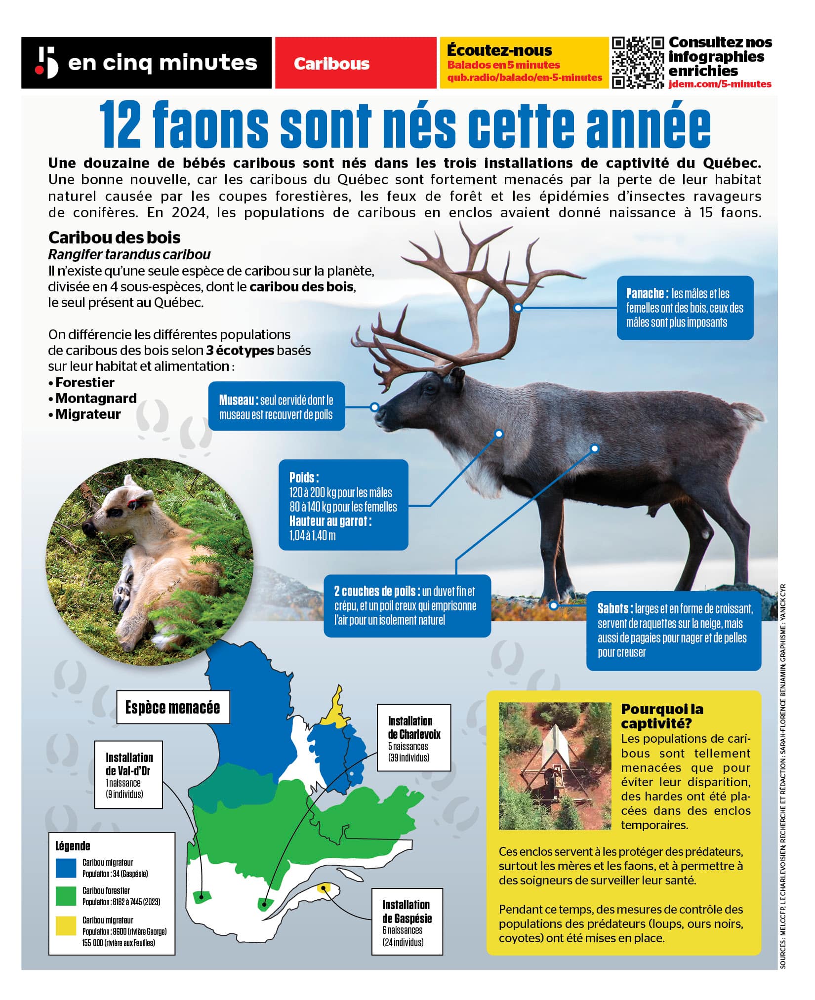 Caribous au Québec: 12 faons sont nés cette année | JDM