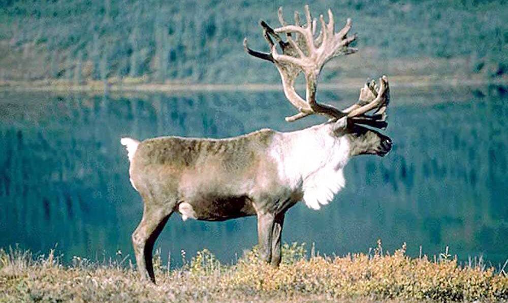 Protection des caribous: Québec et Ottawa mis en demeure | TVA Nouvelles