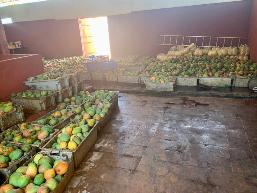 La mangue dans tous ses états | Le Journal de Québec