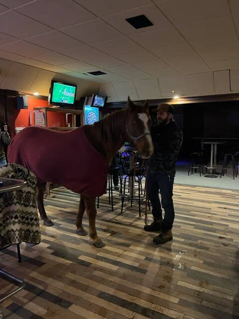[EN IMAGES] Un cheval s'installe au comptoir d'un bar à Lyster | JDM