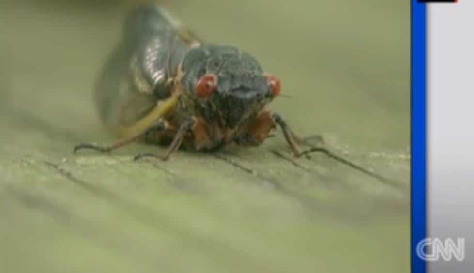 Des cigales «zombies» émergent après 17 ans d'absence sur la côte Est ...