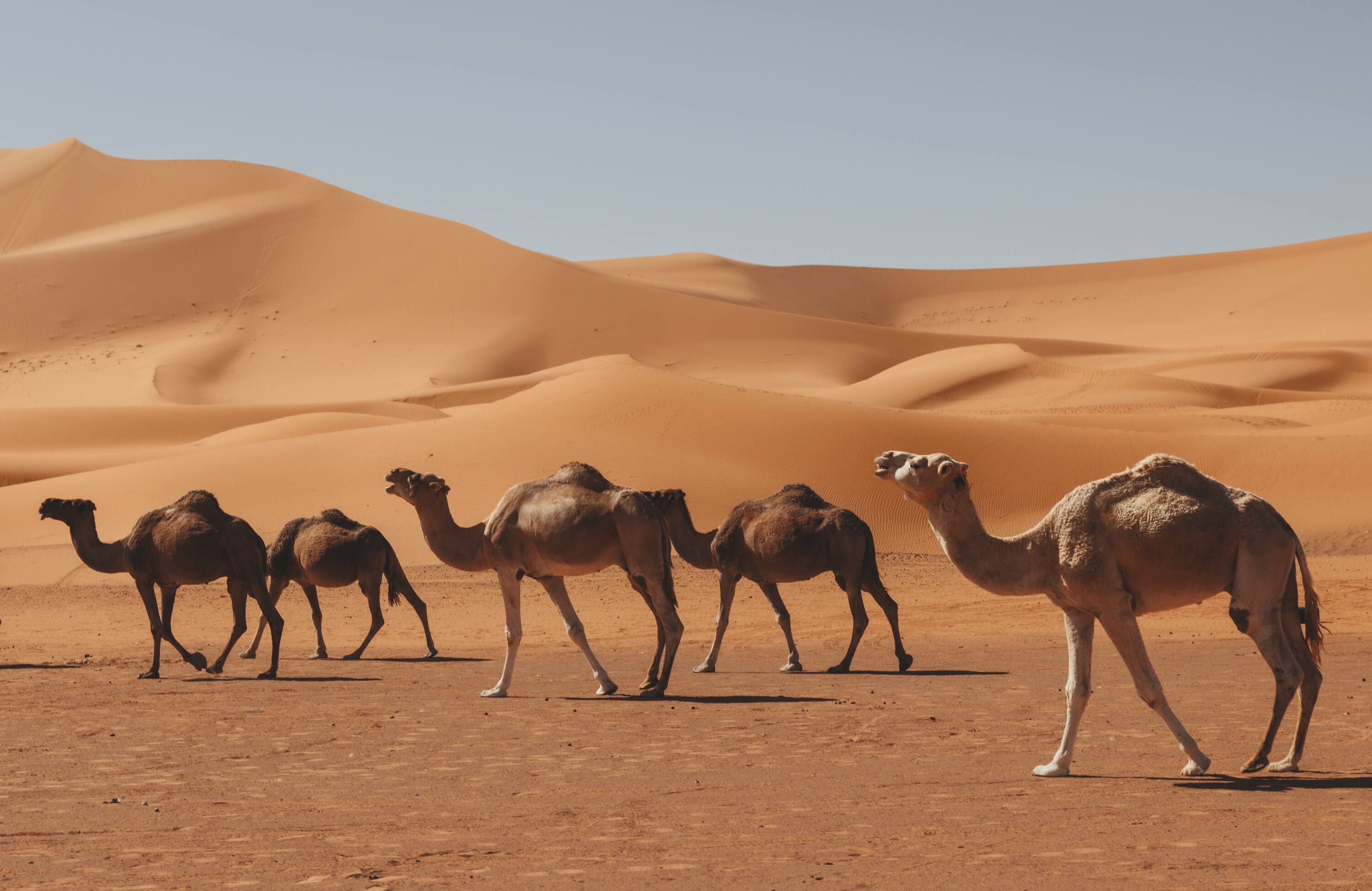 Voyager le Maroc: 16 incontournables, au-delà du Sahara | Silo 57