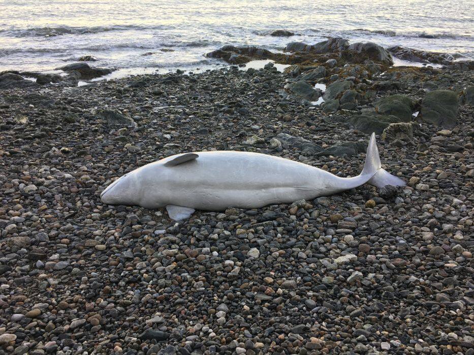 Une carcasse de béluga s’échoue à La Malbaie | TVA Nouvelles