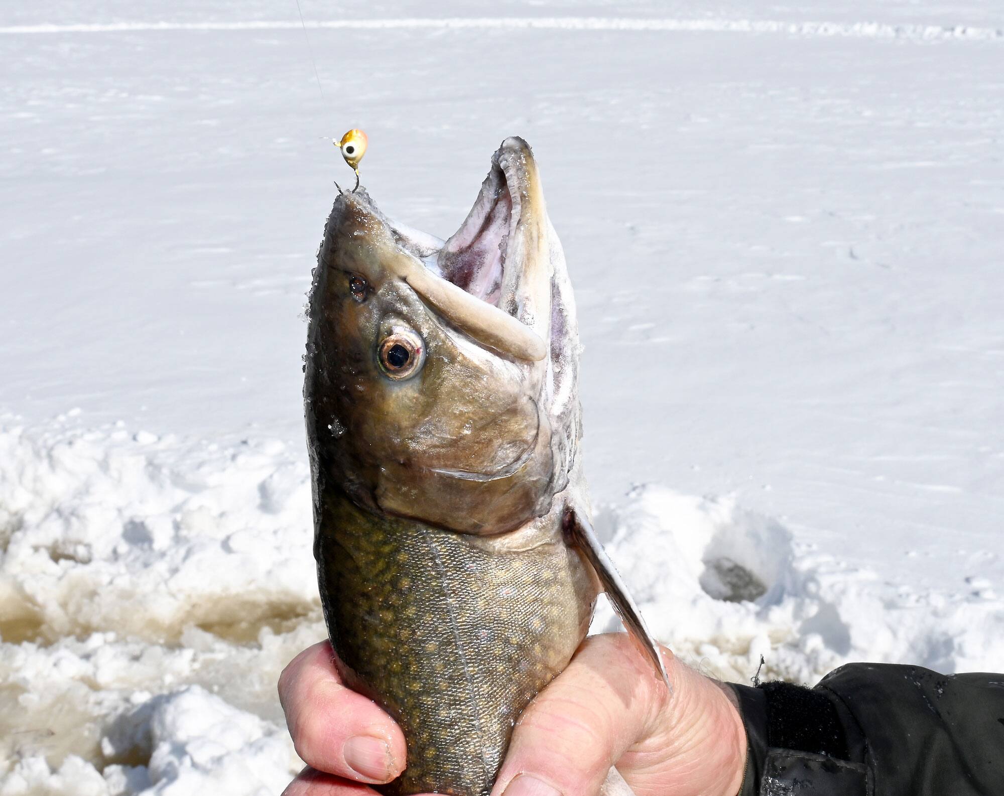 Pêche blanche: trucs et astuces | Le Journal de Montréal