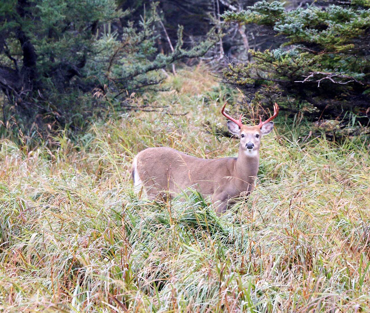 Chevreuil, légère augmentation de la récolte | JDQ