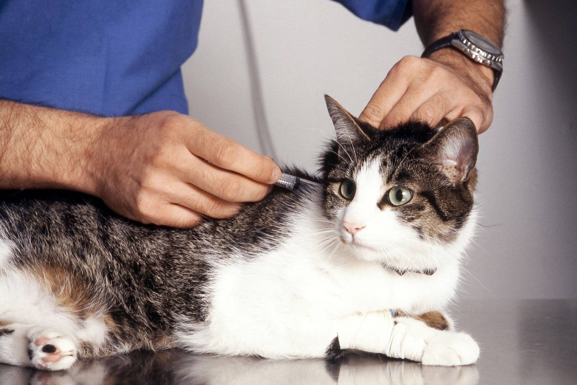 Animaux: la rage même au Québec | Le Journal de Montréal