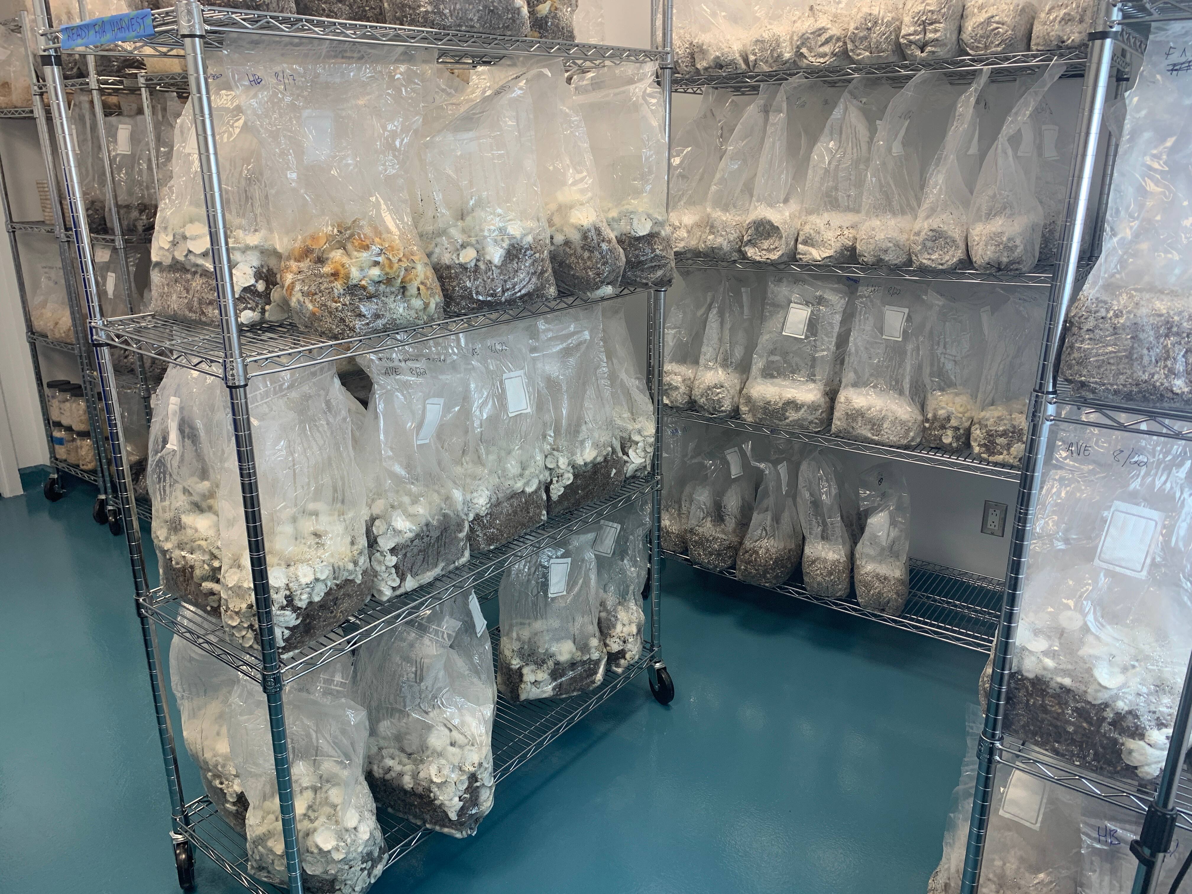 We visited a (legal) magic mushroom laboratory in Montreal - Archyde