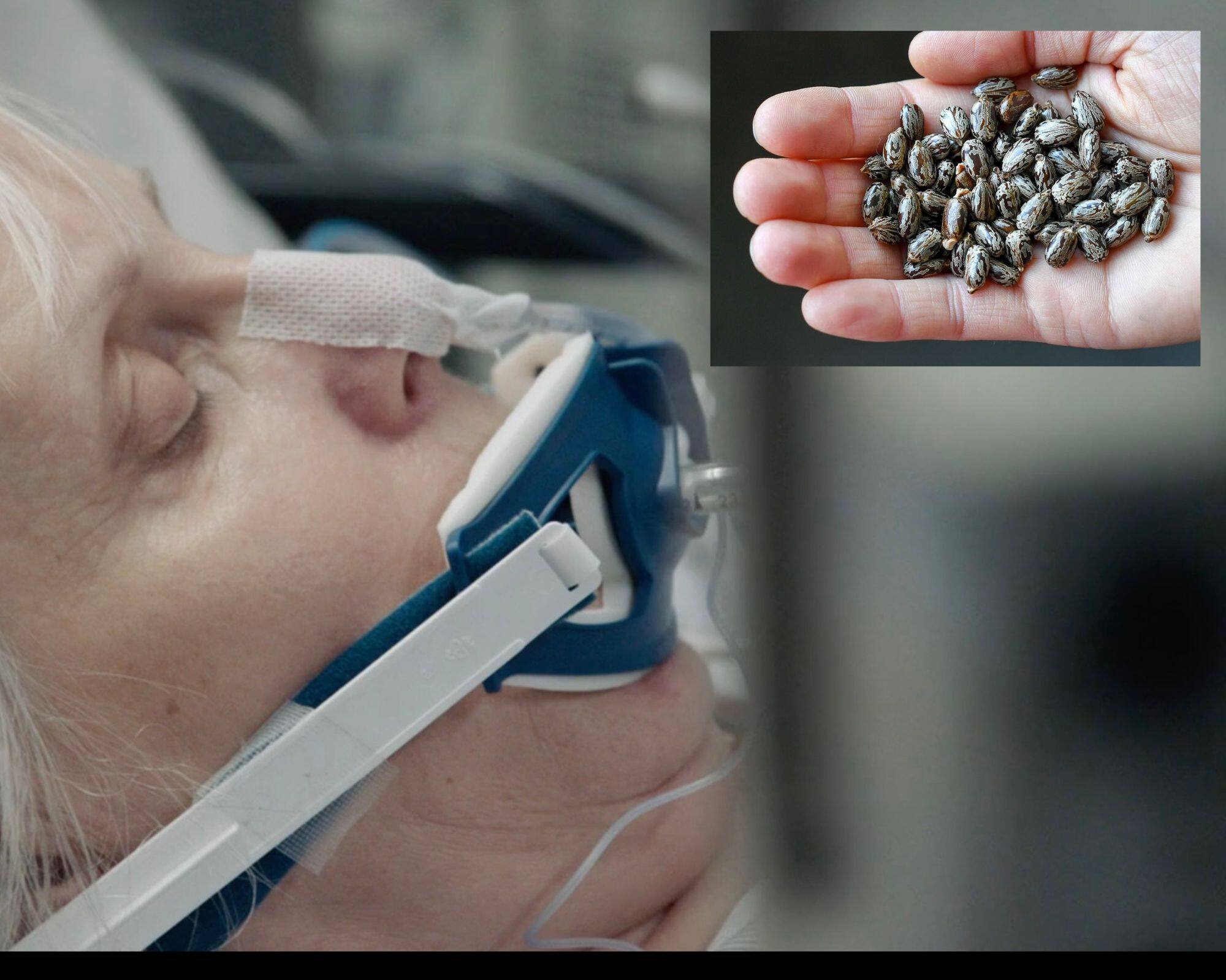 Que sait-on de la ricine, le poison végétal utilisé dans STAT? | 24 heures