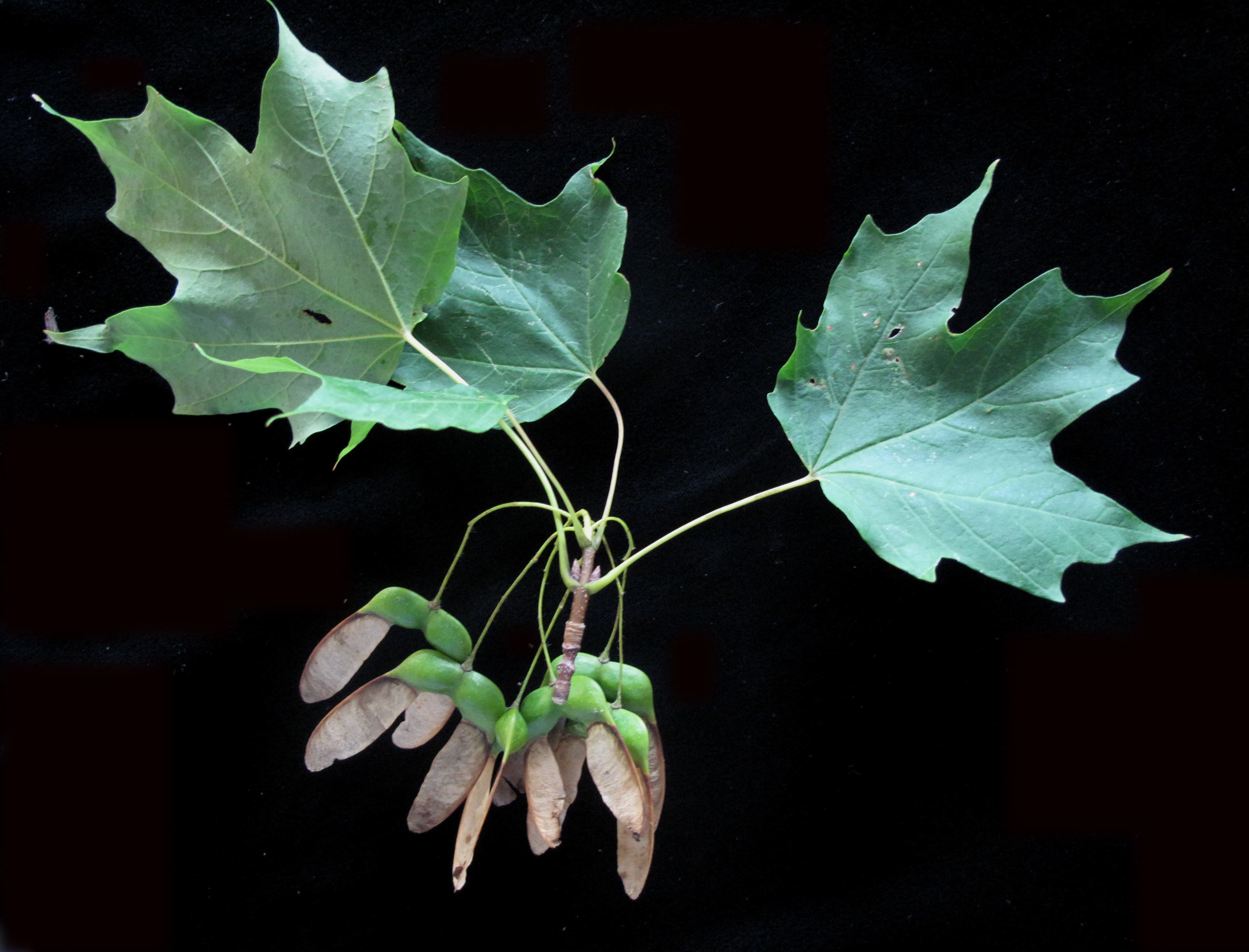 [EN IMAGES] L’histoire du temps des sucres au Québec en 12 infos ...