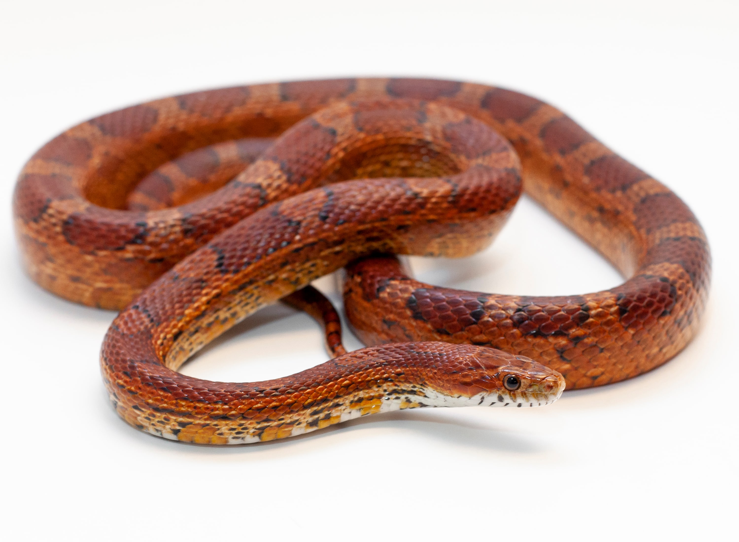 Le propriétaire d’un serpent égaré dans la nature a été retrouvé | TVA ...