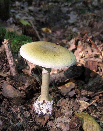 Un possible antidote au champignon le plus mortel au monde | JDQ