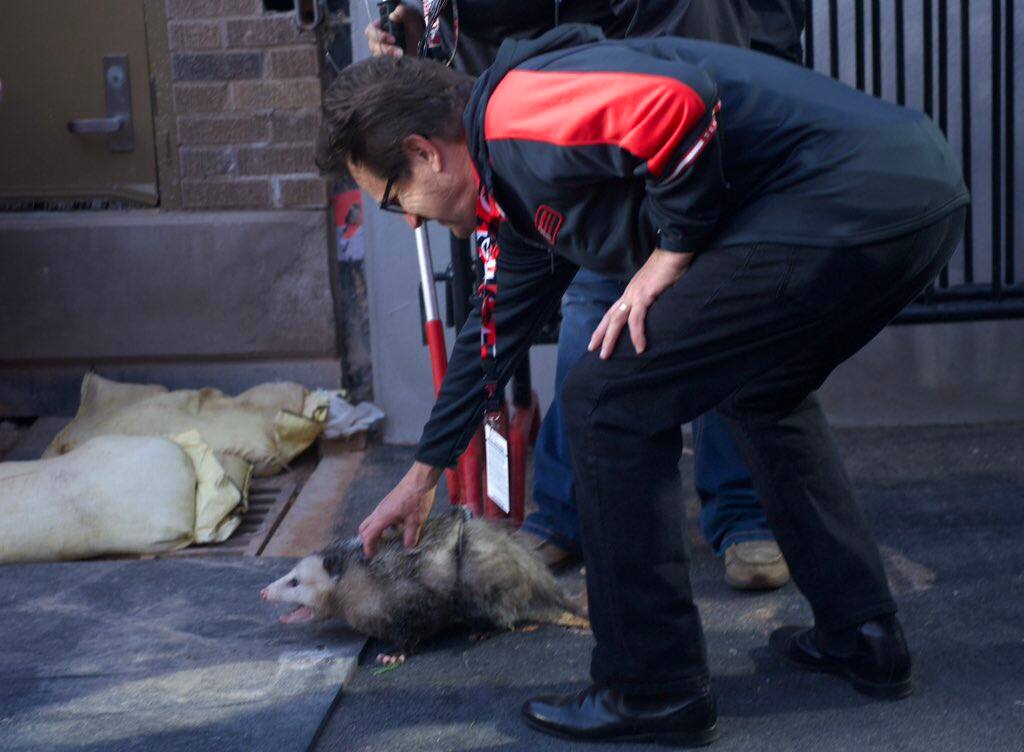 Un opossum furieux prend d'assaut un terrain de football en plein match ...