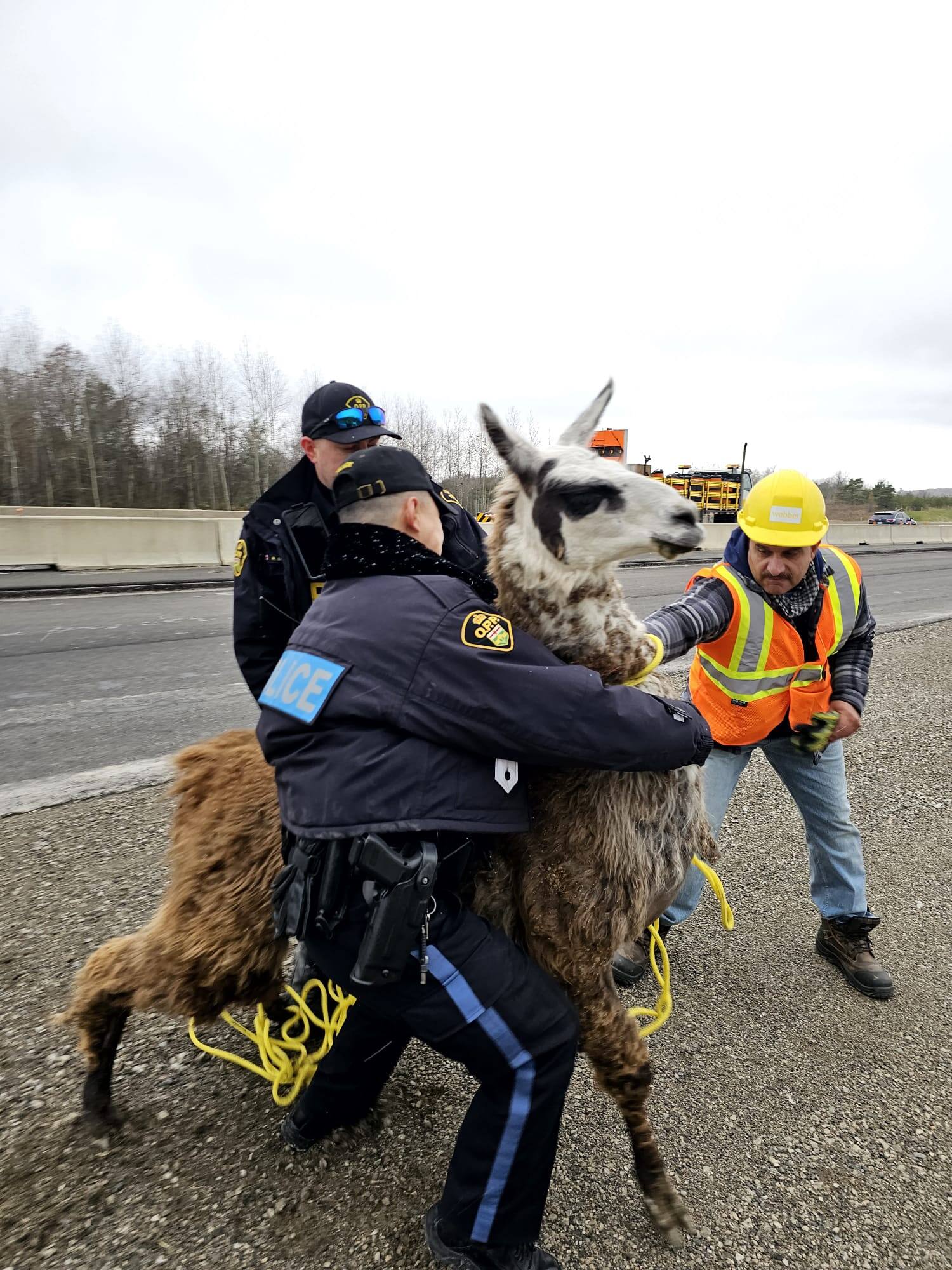 Ontario: la police attrape un lama au lasso sur l’autoroute | JDM