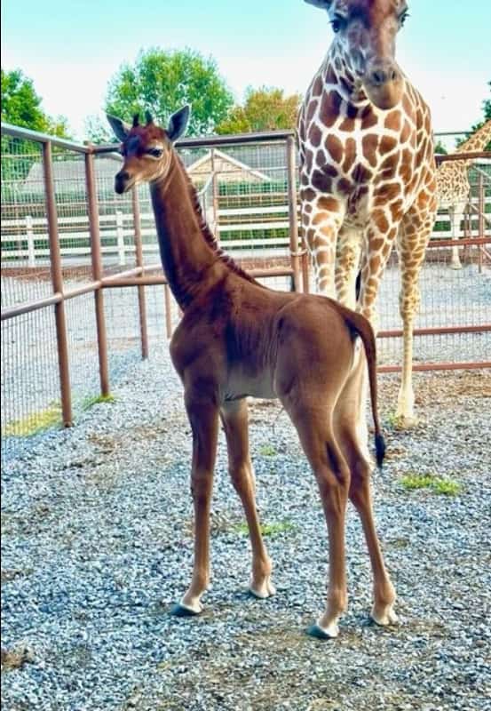 Une girafe sans taches est née aux États-Unis et ce serait la seule au ...