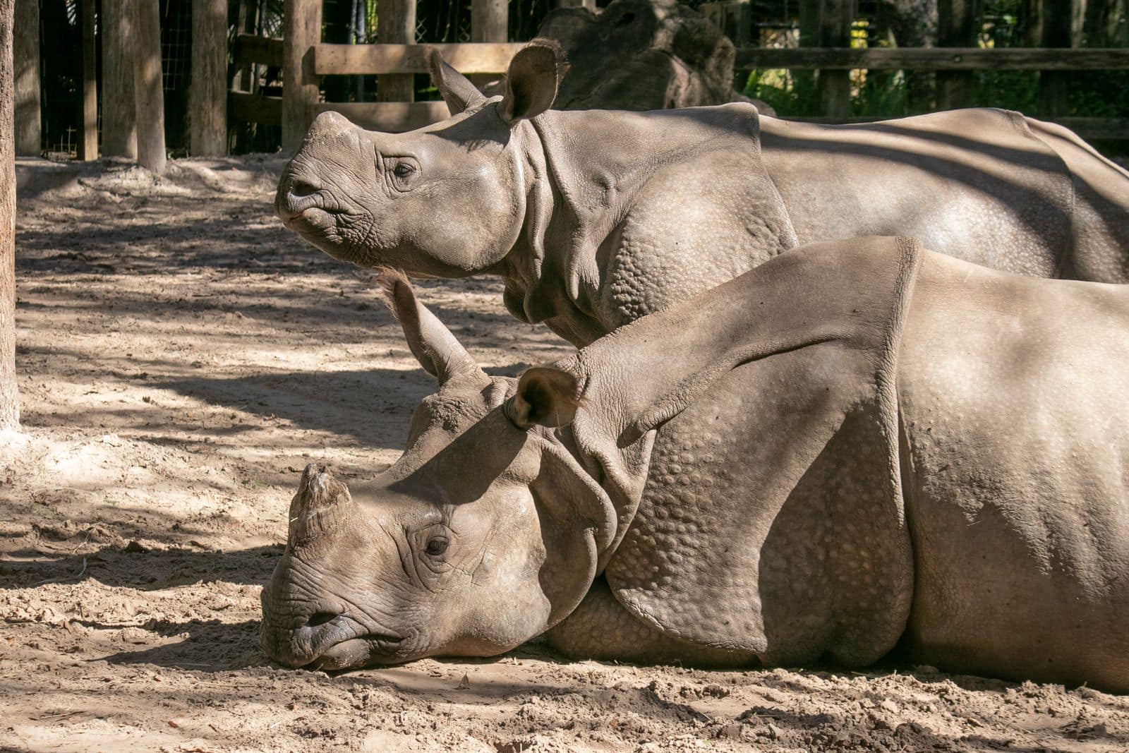 Voici comment le zoo de Tampa se prépare à l'arrivée de «Milton» | 24 ...