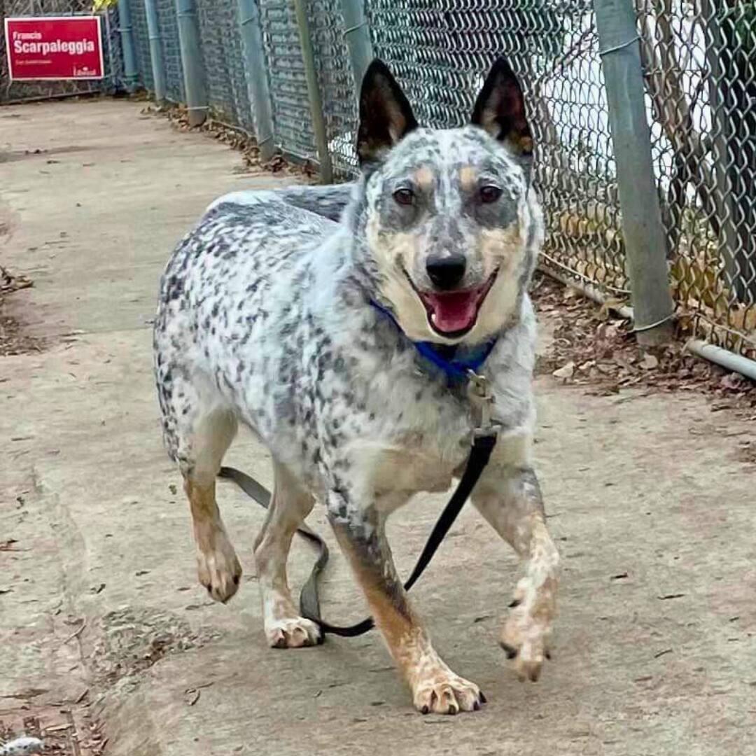 Happy souhaite vivre (sans stress) dans une nouvelle famille | Salut ...
