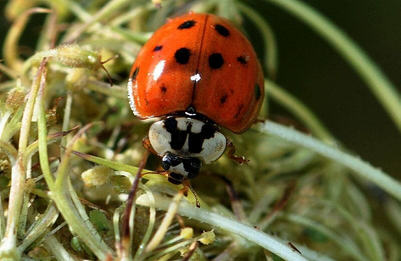 Invasion au Québec: les coccinelles asiatiques mordent-elles? | JDQ