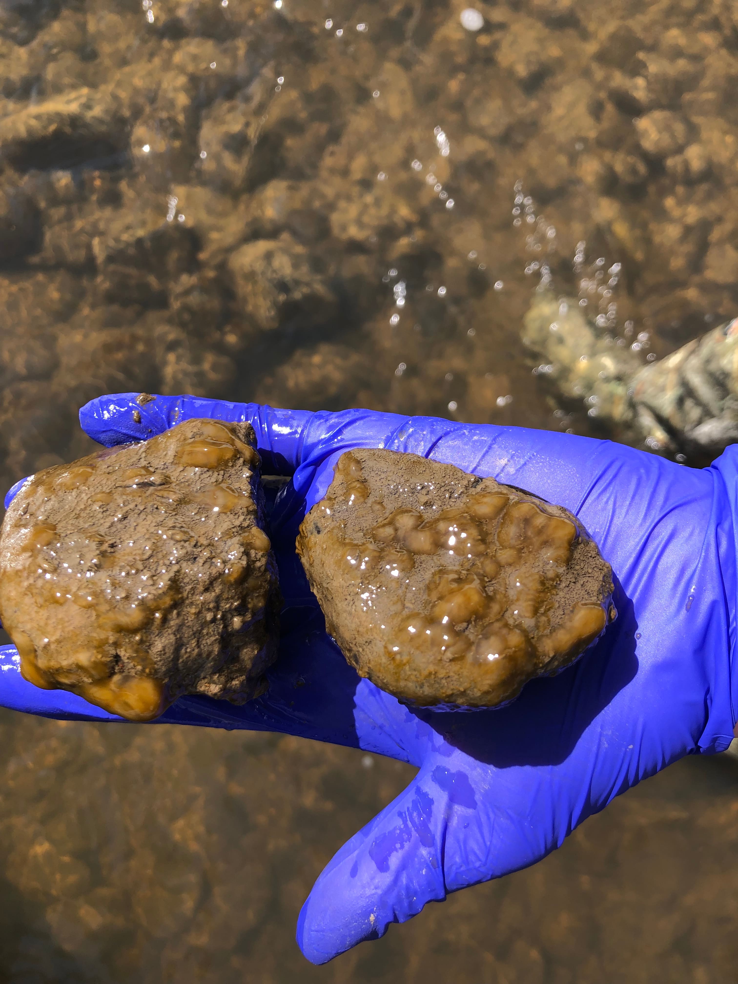 Huit rivières du Québec avec la pire cote de 0: ces algues qui en ...