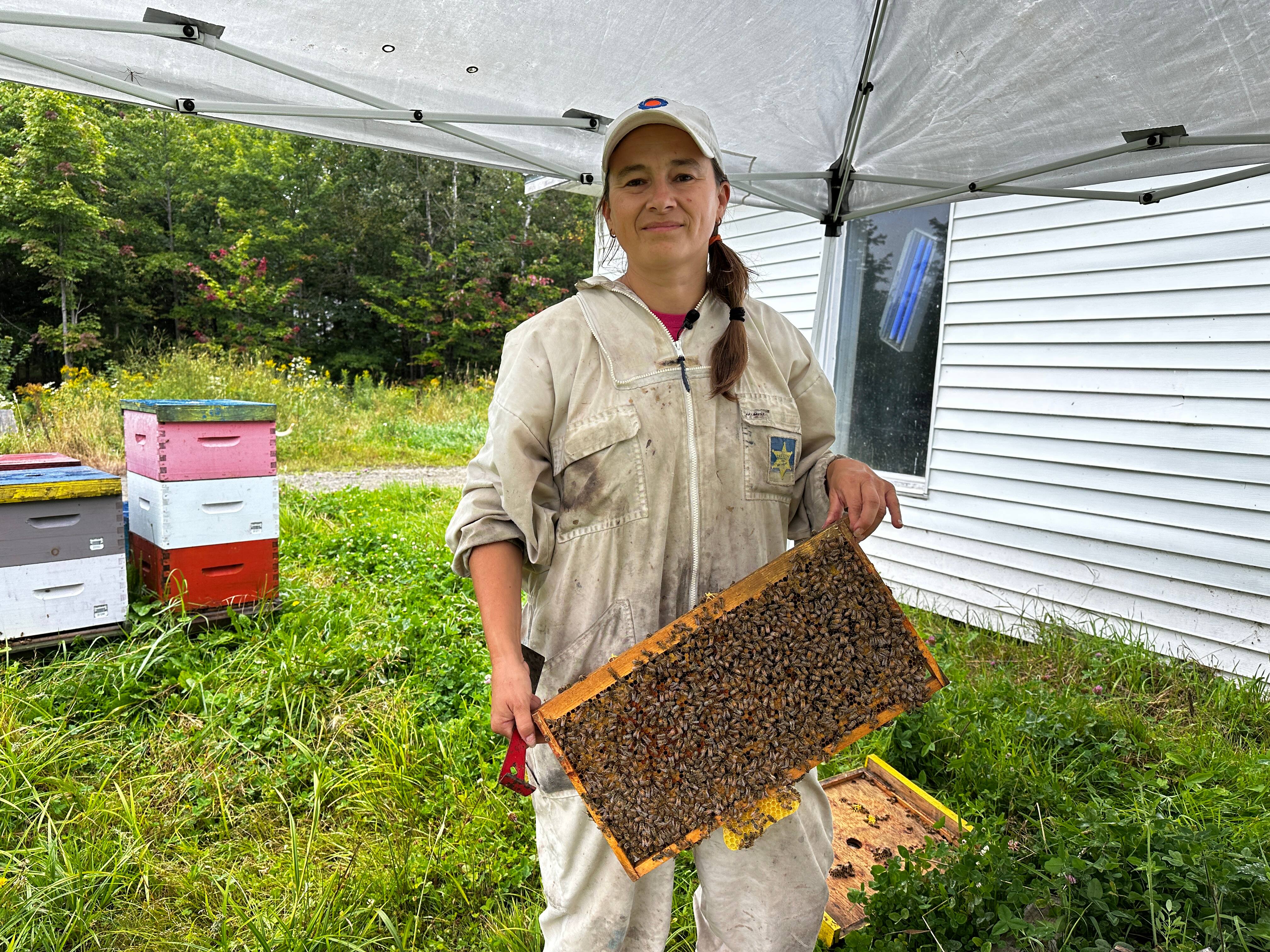 Des apiculteurs veulent créer une abeille qui résiste à l'hiver ...