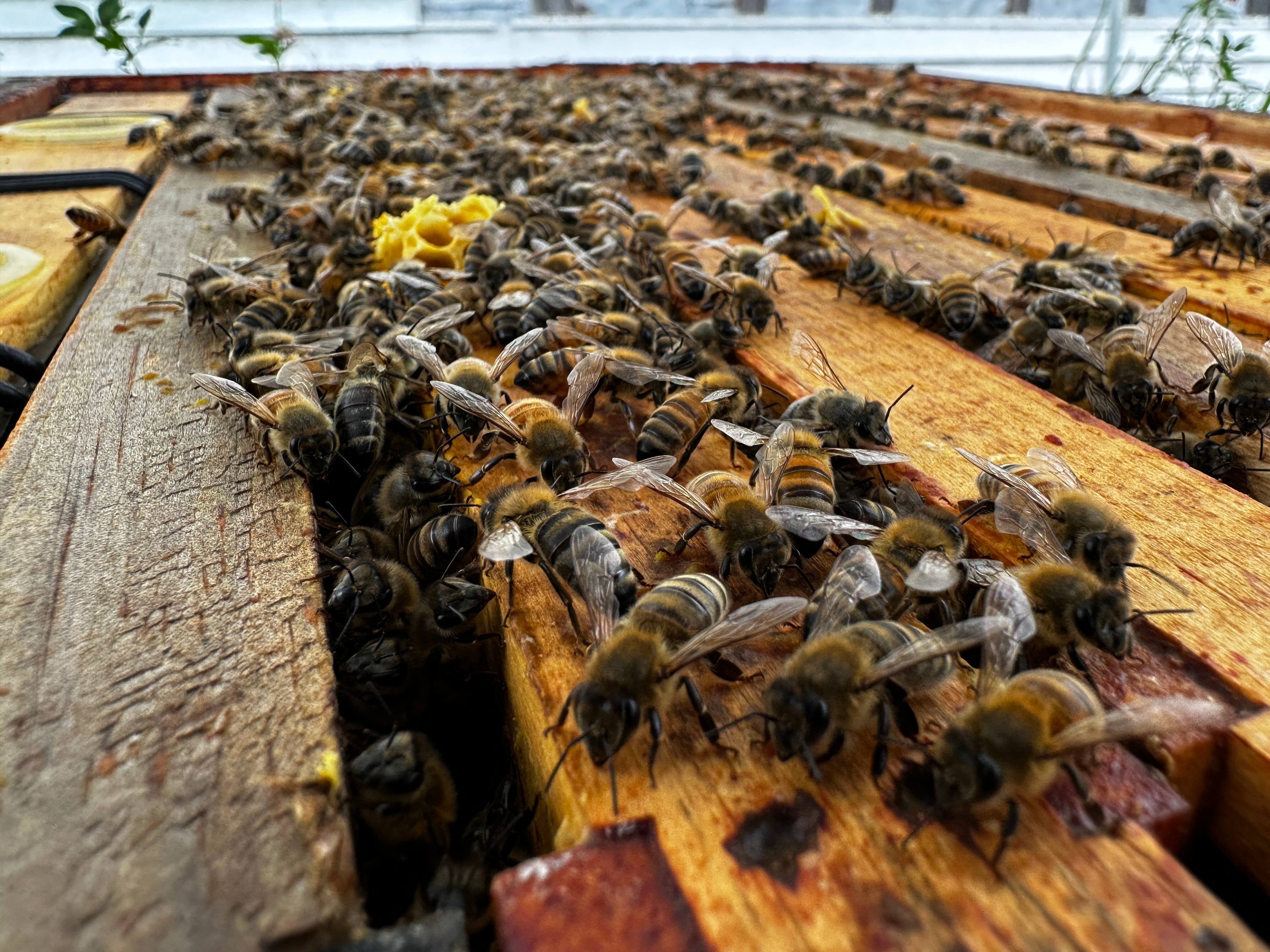 Des apiculteurs veulent créer une abeille qui résiste à l'hiver ...