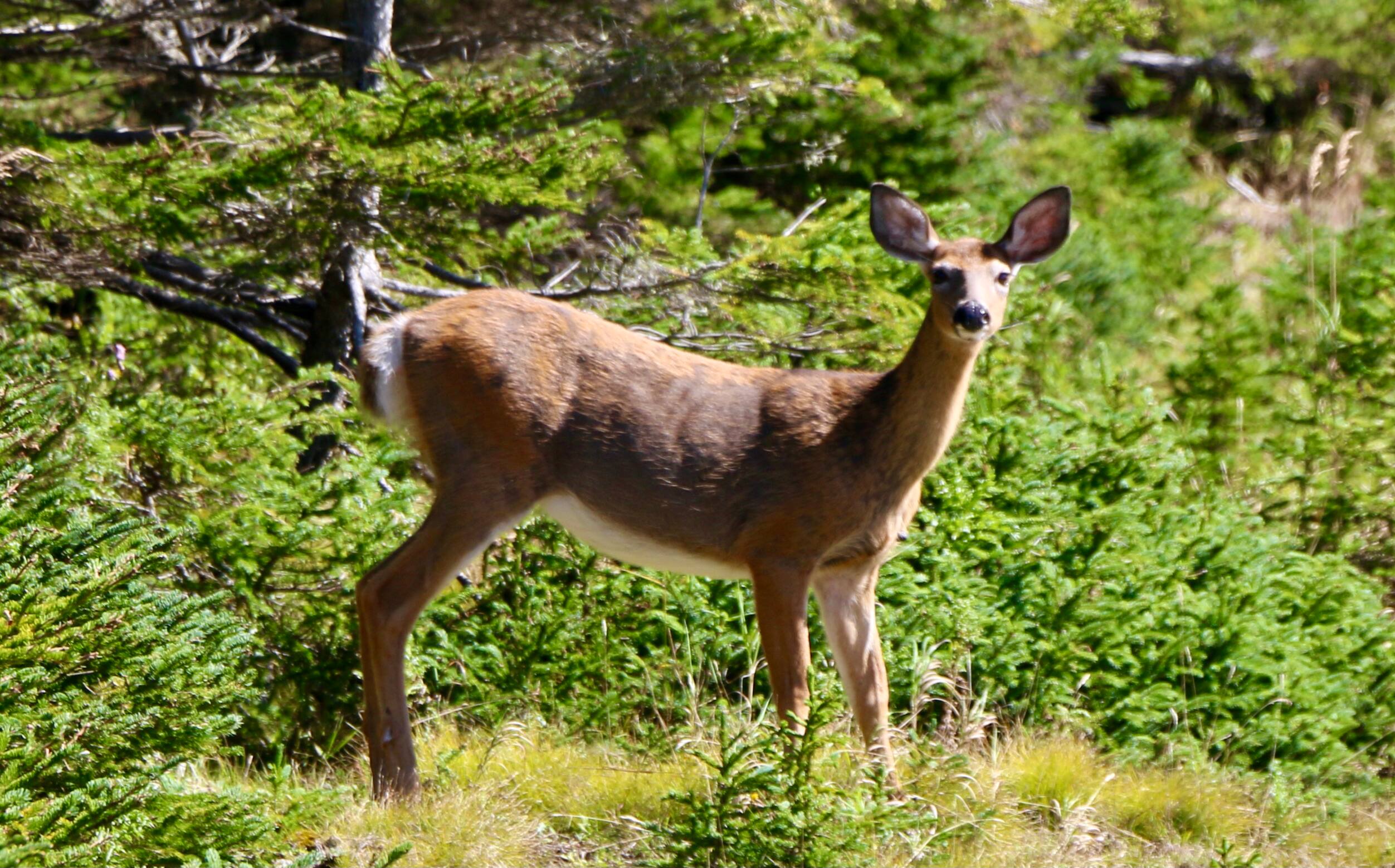 Ça augure bien pour la saison de chasse du chevreuil | JDQ