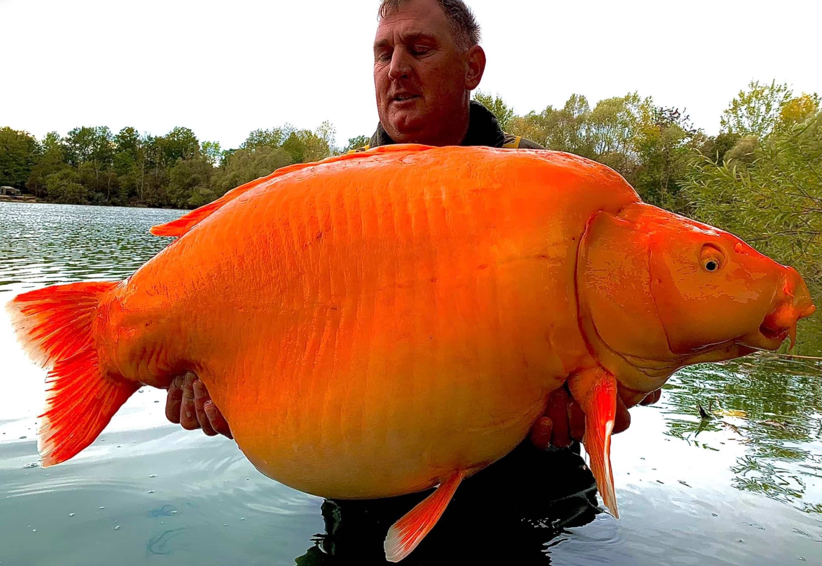 [EN IMAGES] Un gros poisson rouge, pesant près de 70 livres, pêché en ...