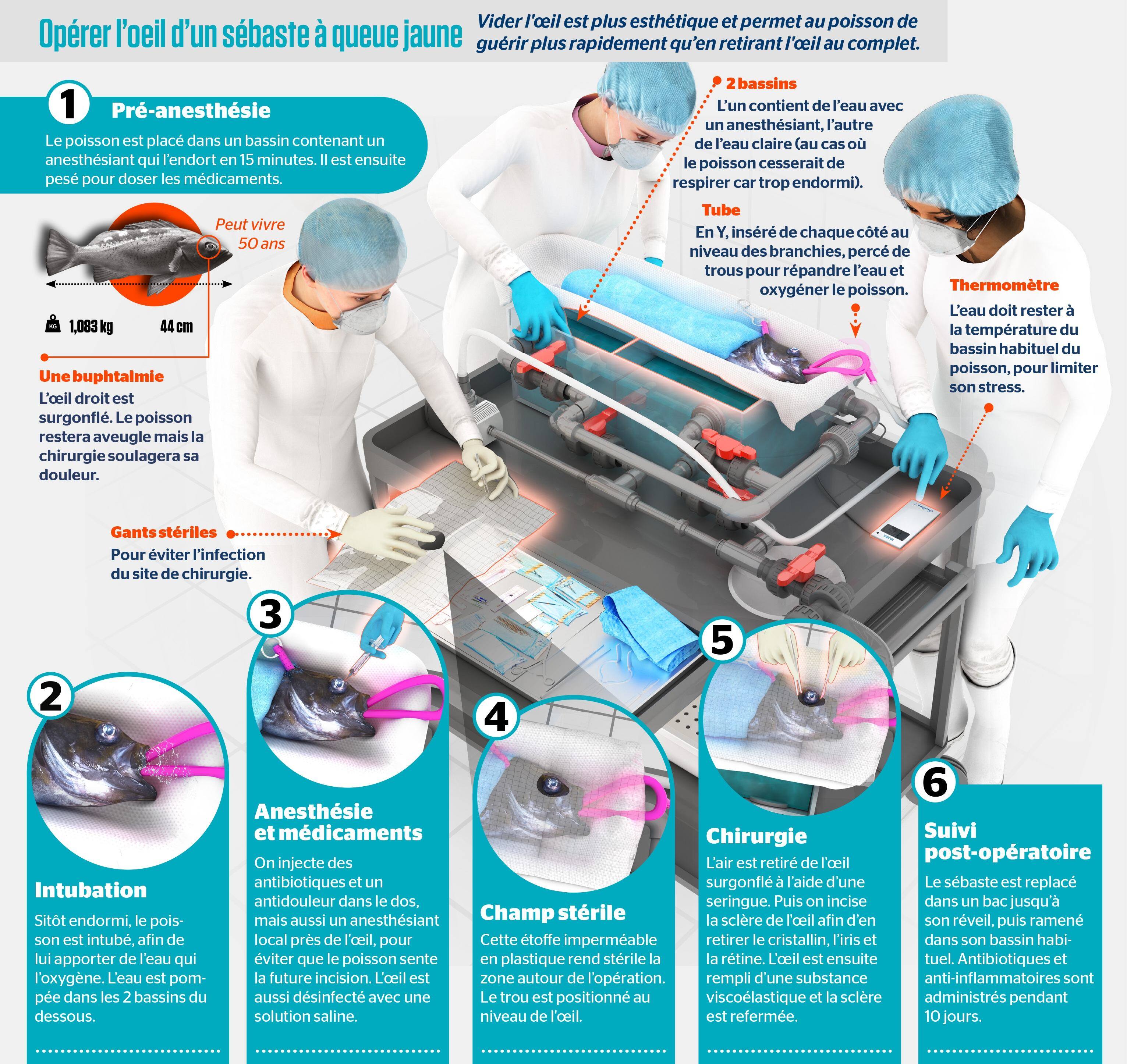 De la chirurgie pour les poissons | Le Journal de Québec
