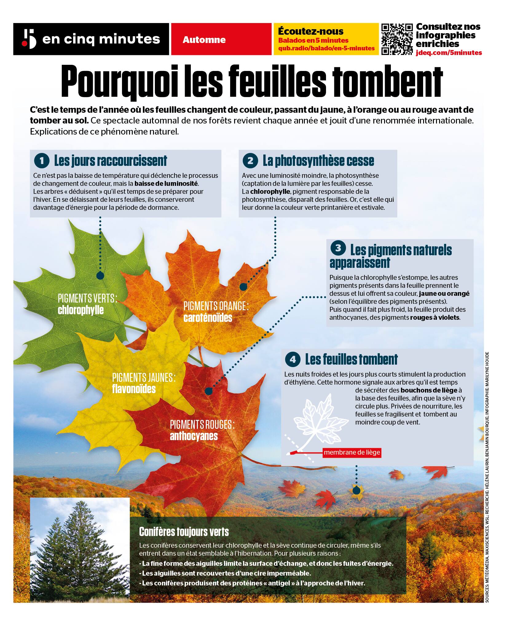 Pourquoi les feuilles tombent et changent de couleur en automne | JDM