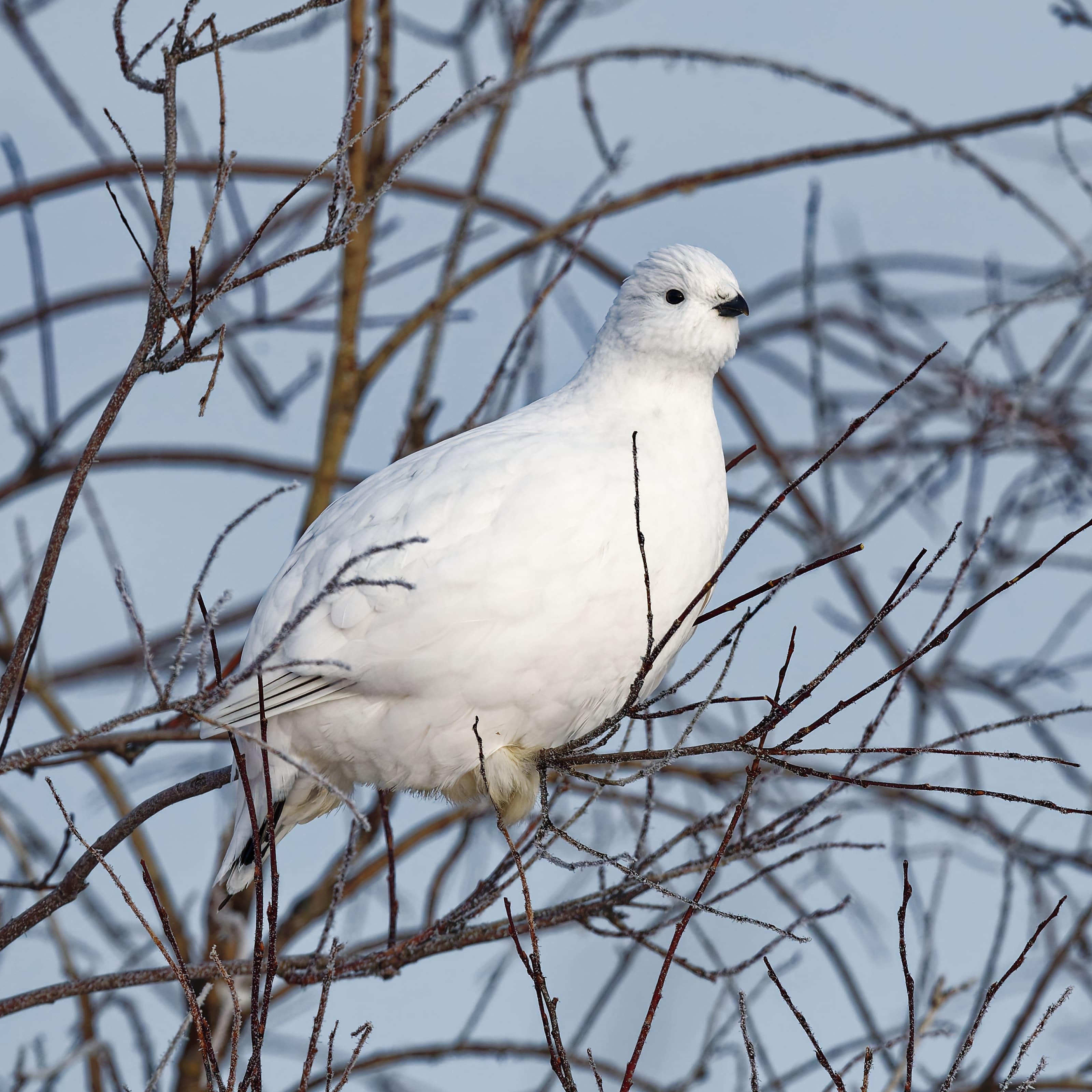 Des accès plus faciles pour chasser la perdrix blanche | JDQ