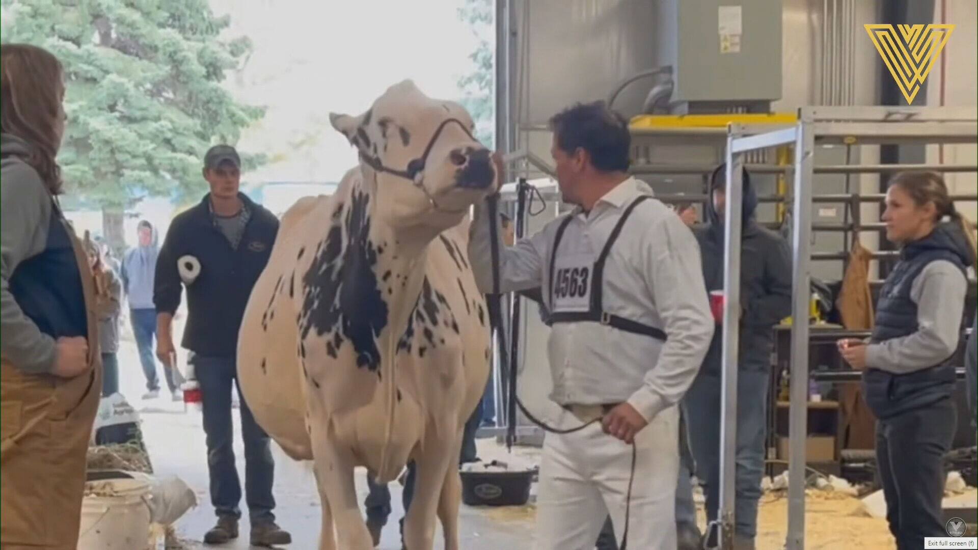 Consécration pour Shakira, nommée meilleure vache laitière de l ...