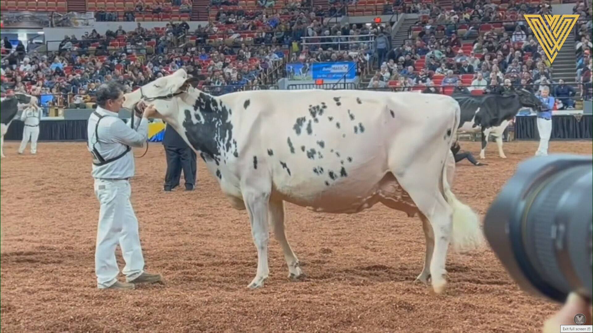 Consécration pour Shakira, nommée meilleure vache laitière de l ...