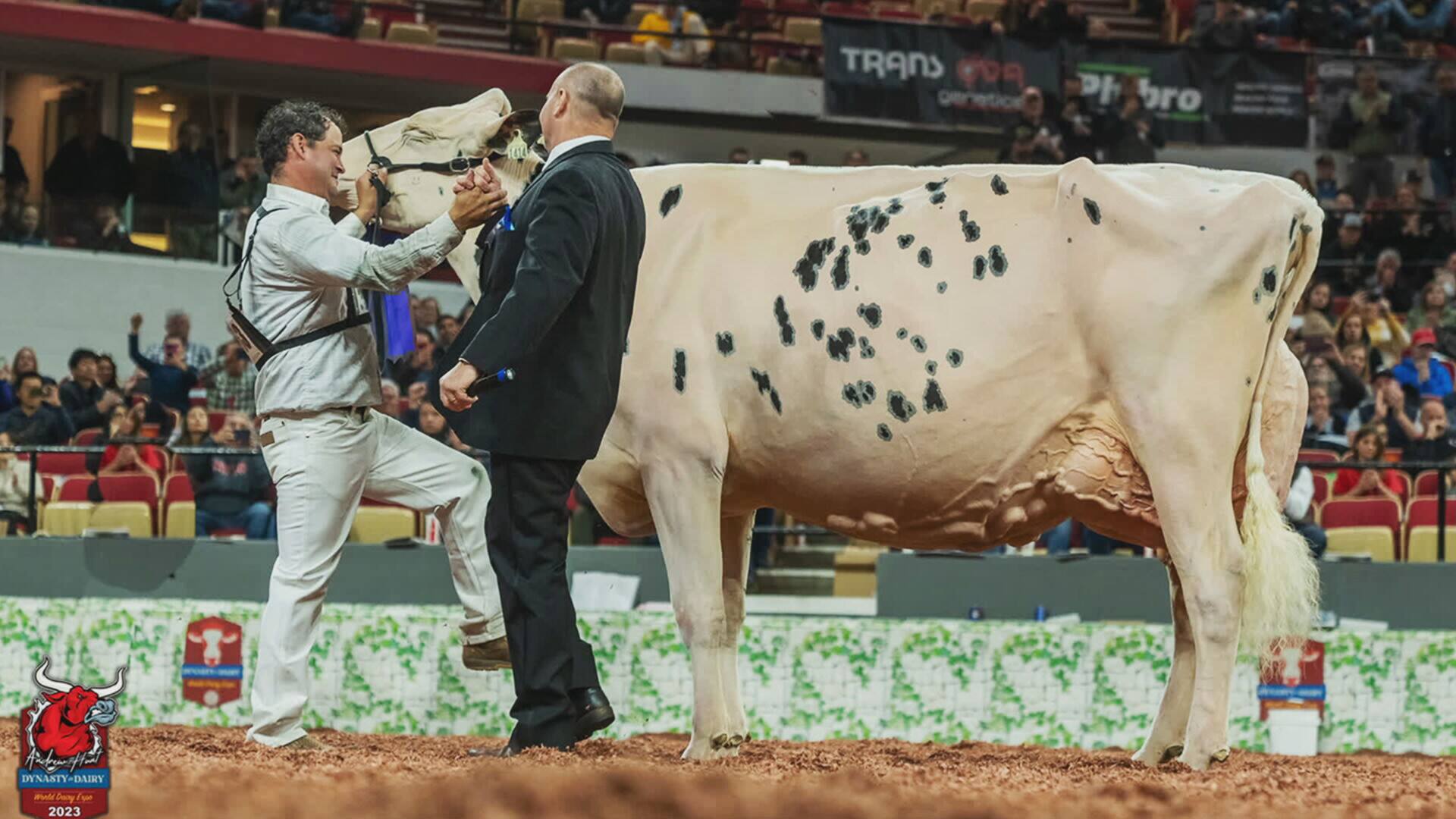 Consécration pour Shakira, nommée meilleure vache laitière de l ...