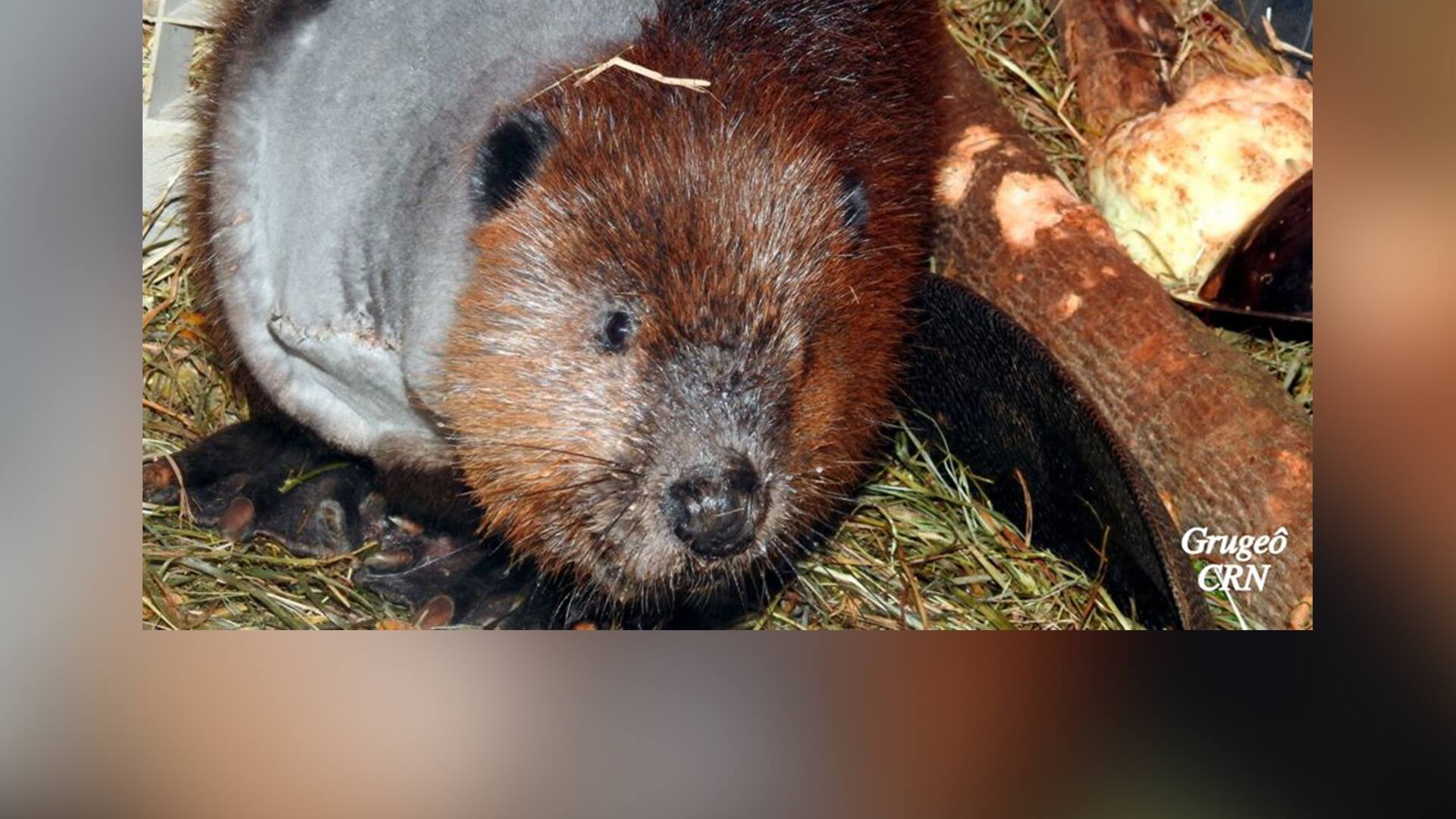 Le castor qu'ils ont sauvé a été euthanasié | TVA Nouvelles