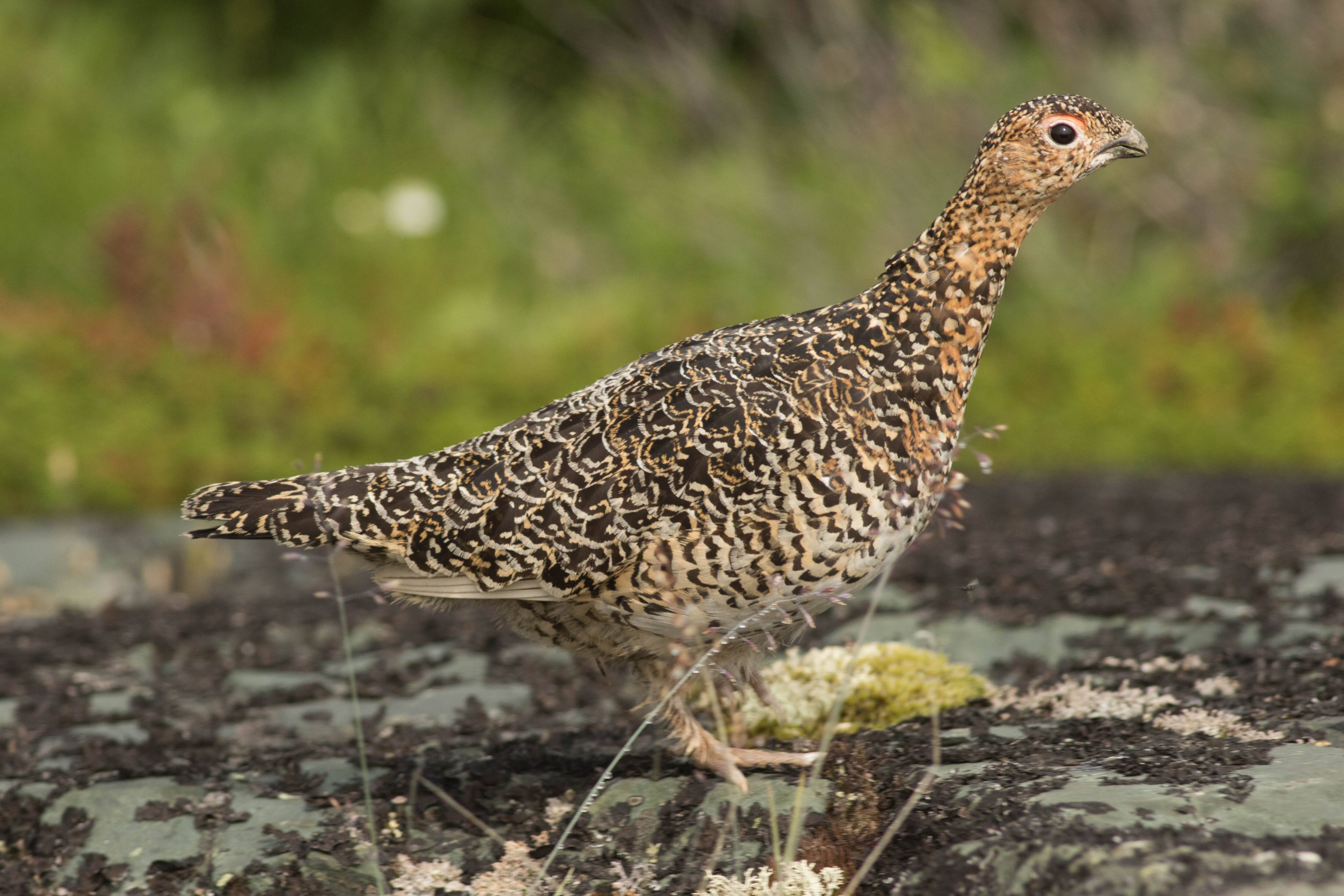 Des accès plus faciles pour chasser la perdrix blanche | JDQ
