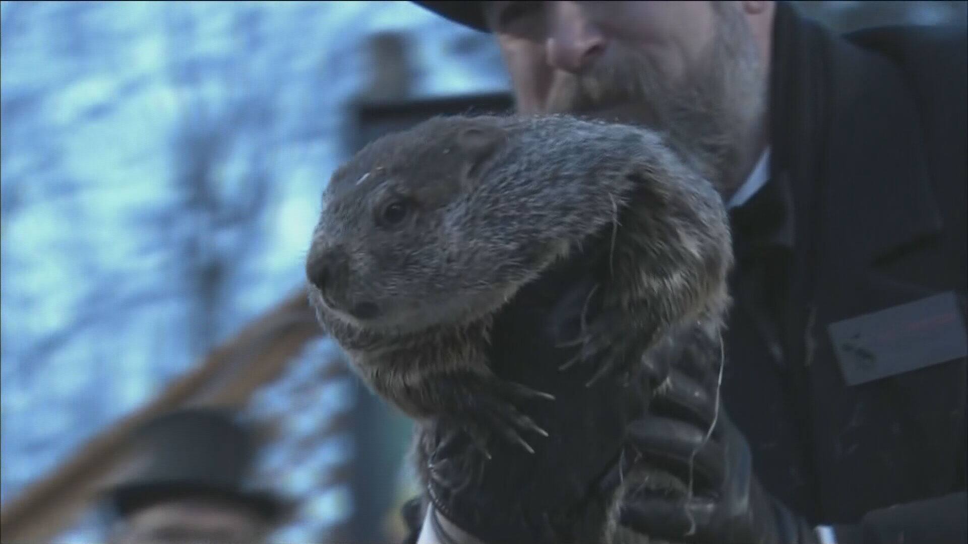 Les marmottes sont d'accord: l'hiver continue | TVA Nouvelles
