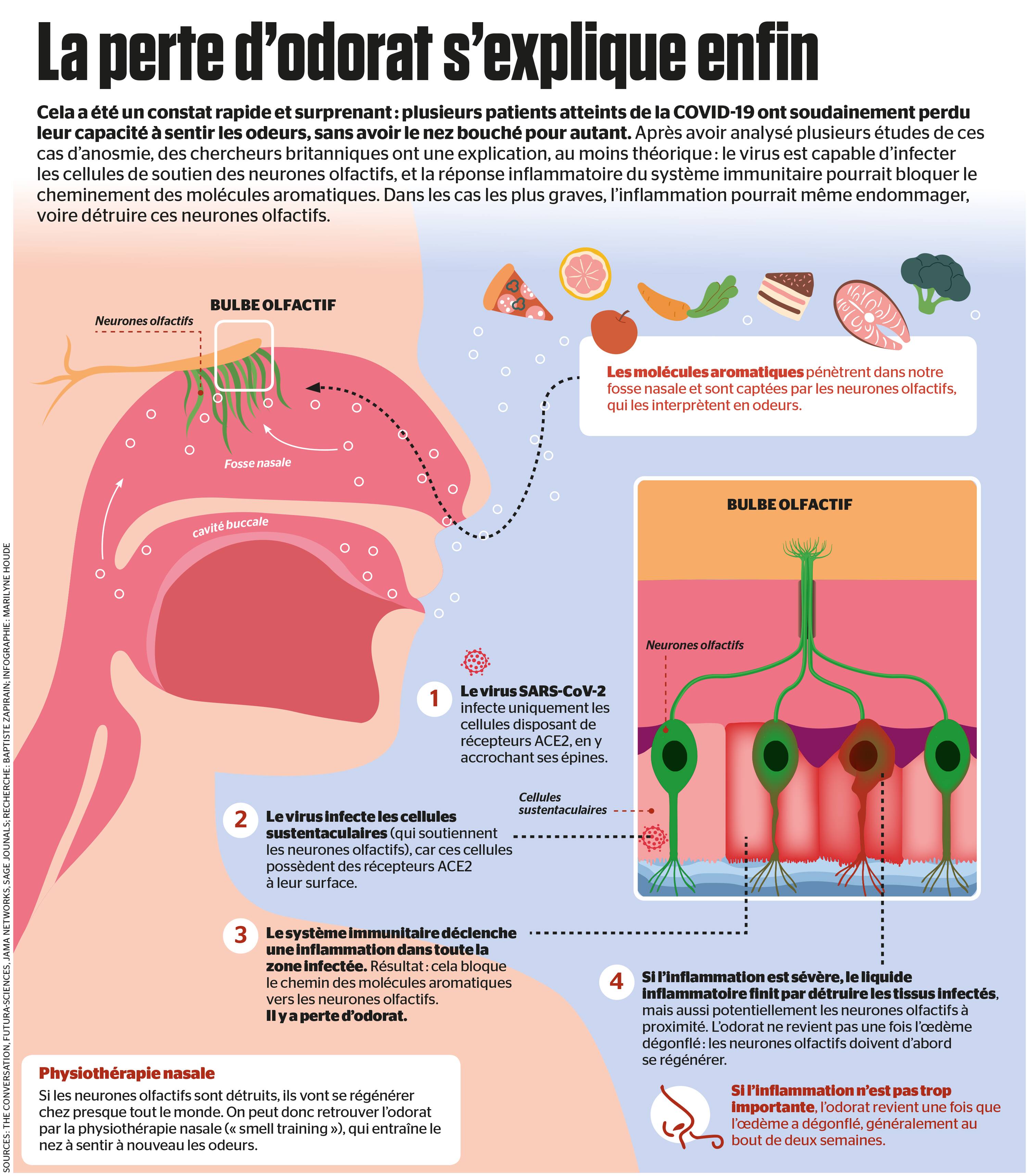 La perte d’odorat s’explique enfin | Le Journal de Québec