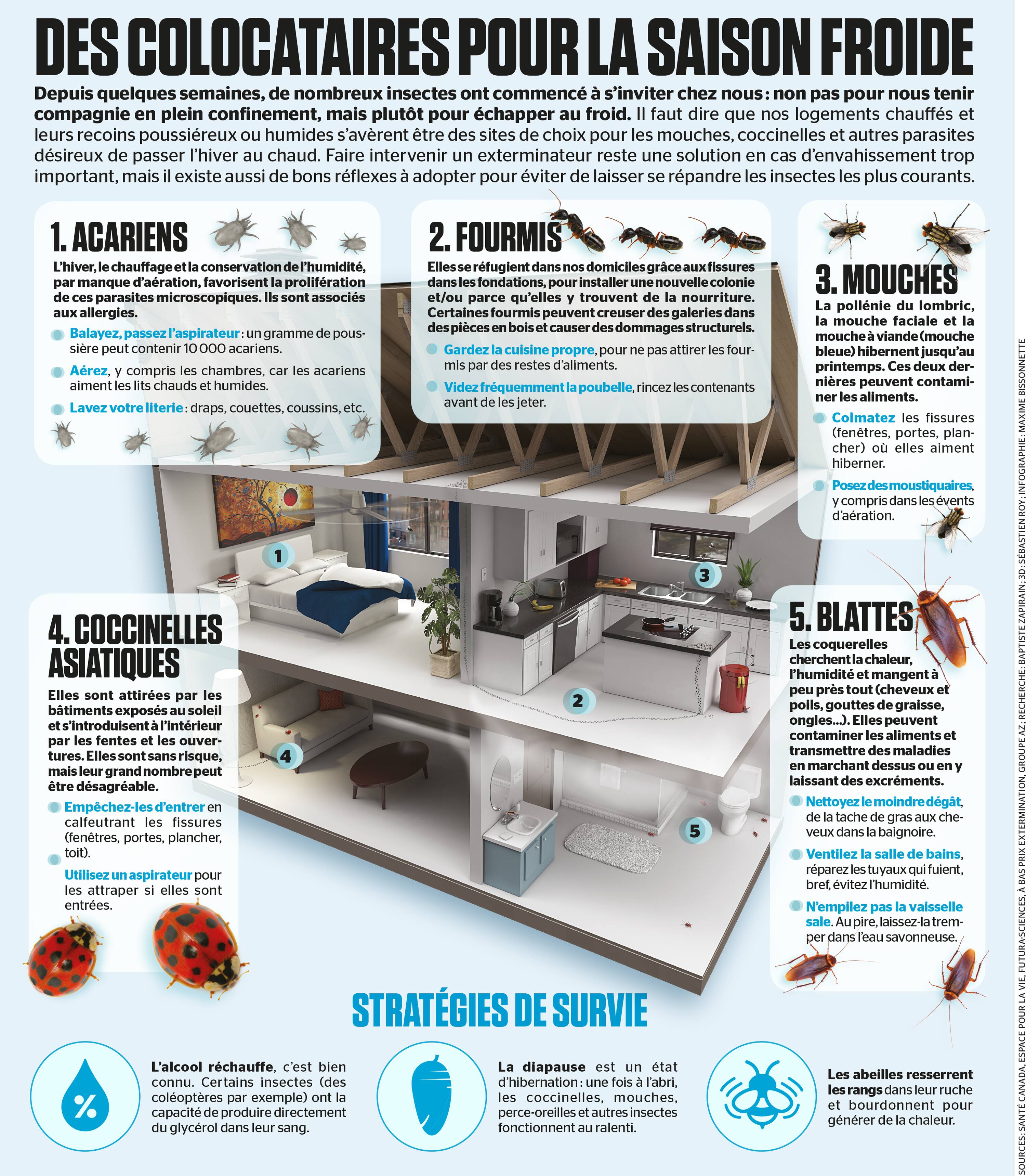 Insectes de la maison : des colocataires pour la saison froide | JDM