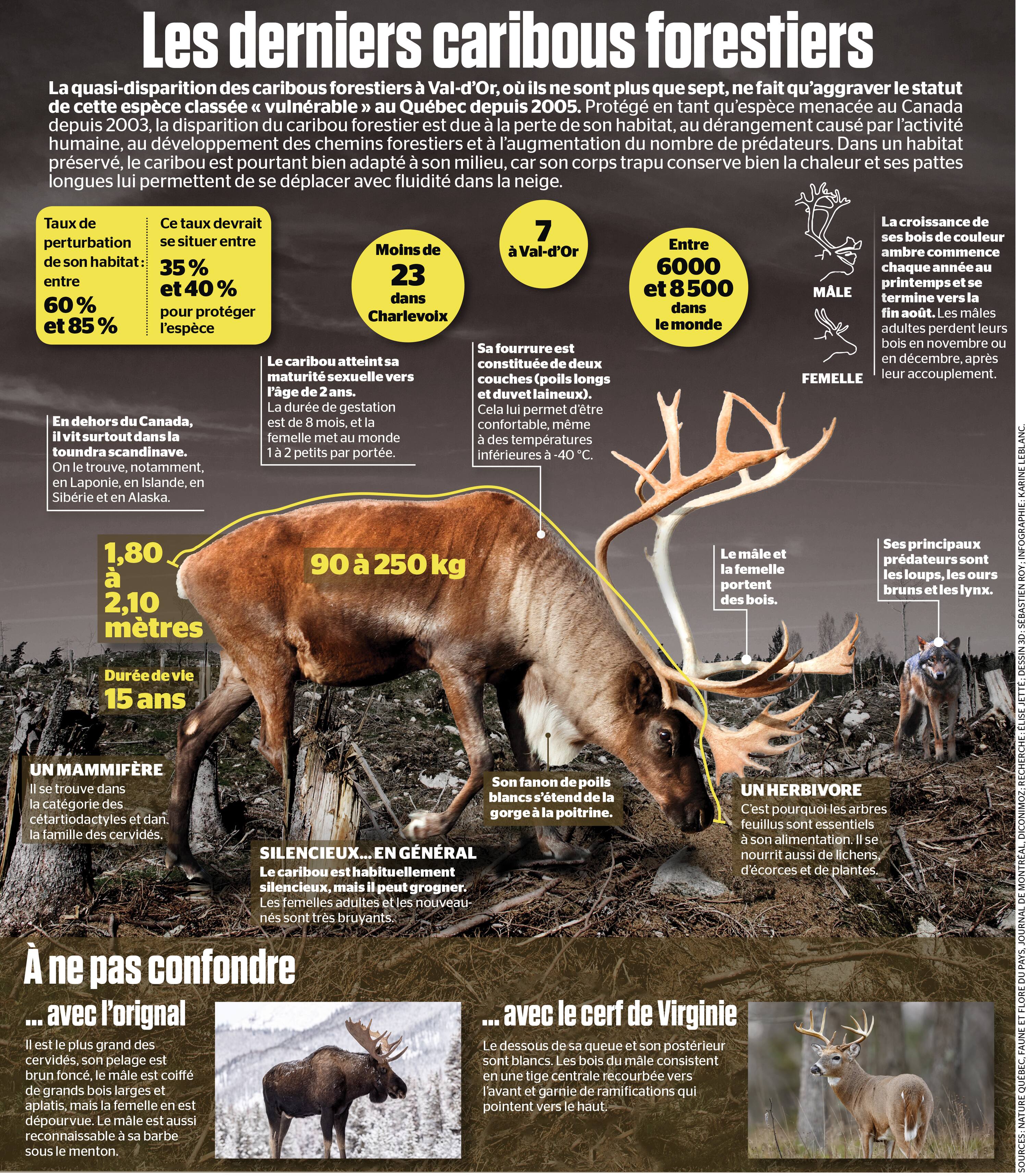 Les derniers caribous forestiers | Le Journal de Québec