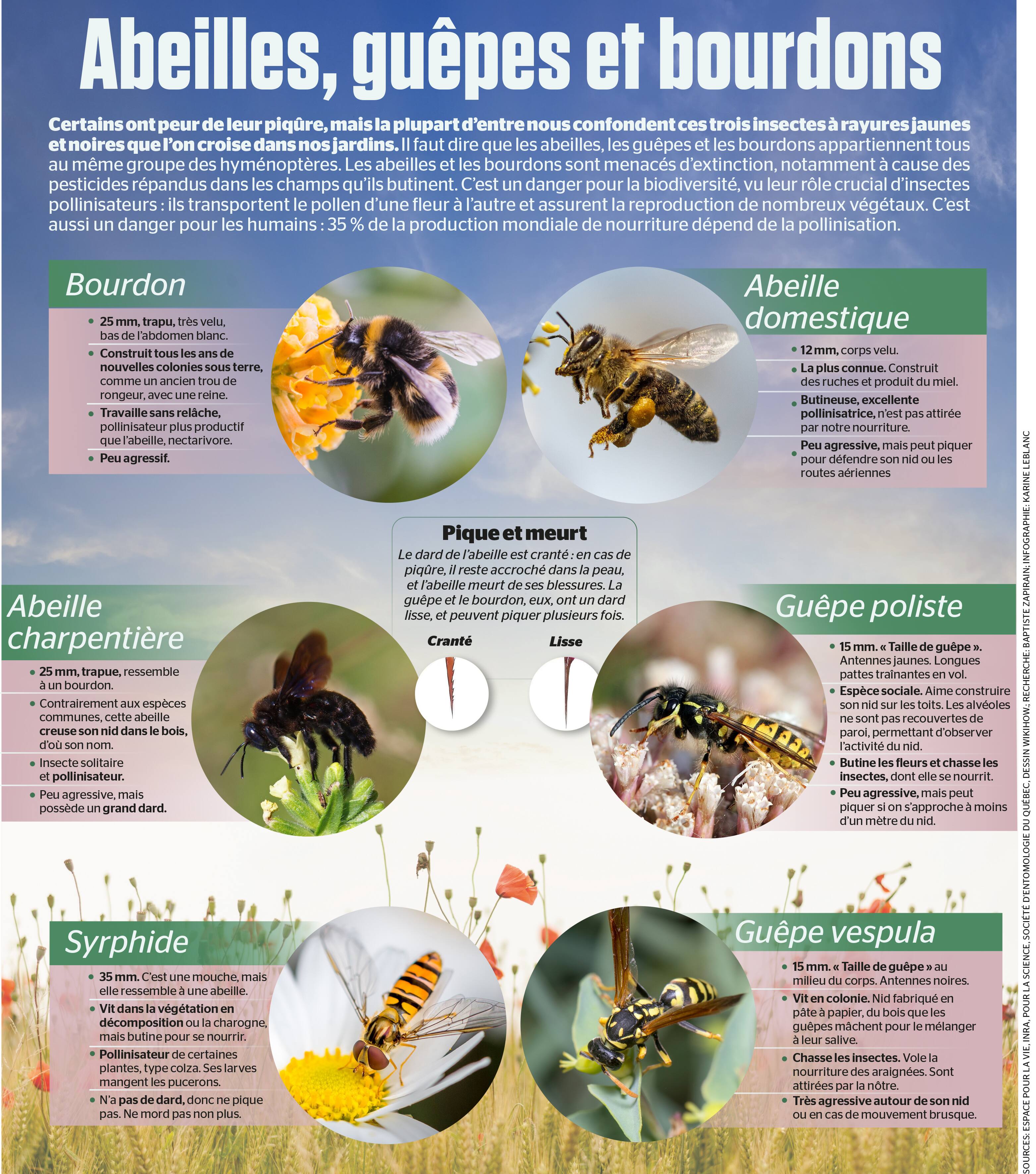 Abeilles, guêpes et bourdons | Le Journal de Québec