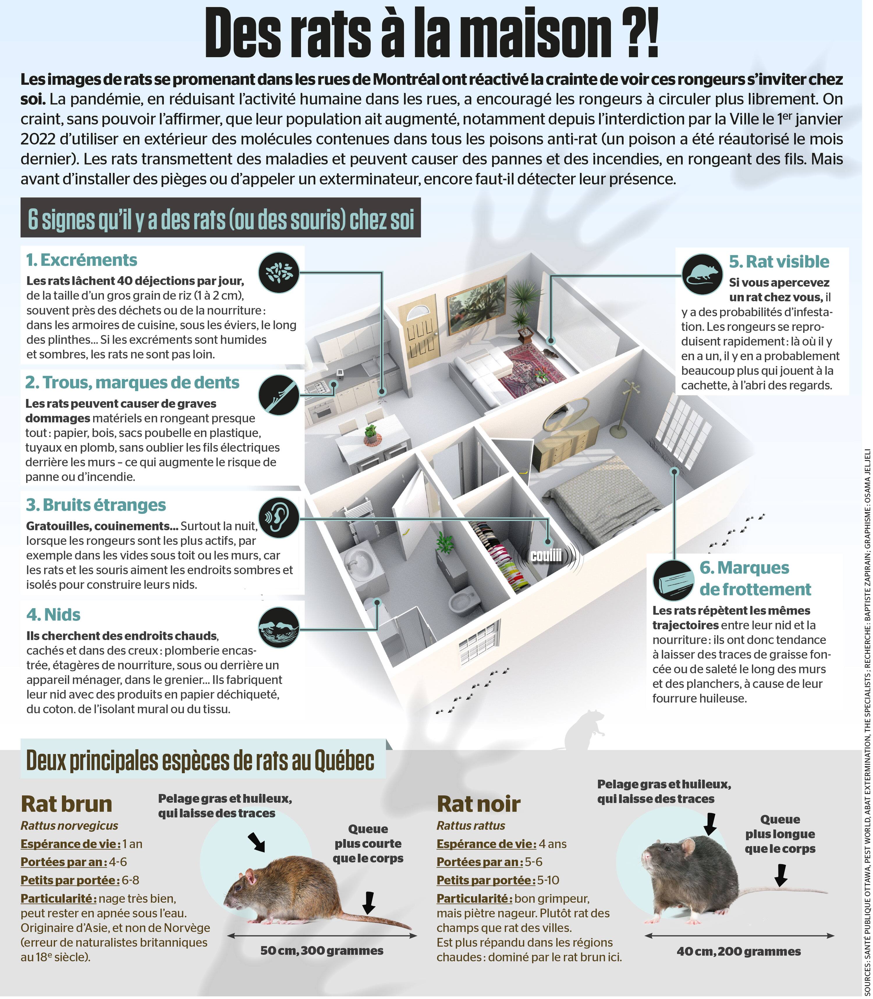 Des rats à la maison?! | Le Journal de Montréal