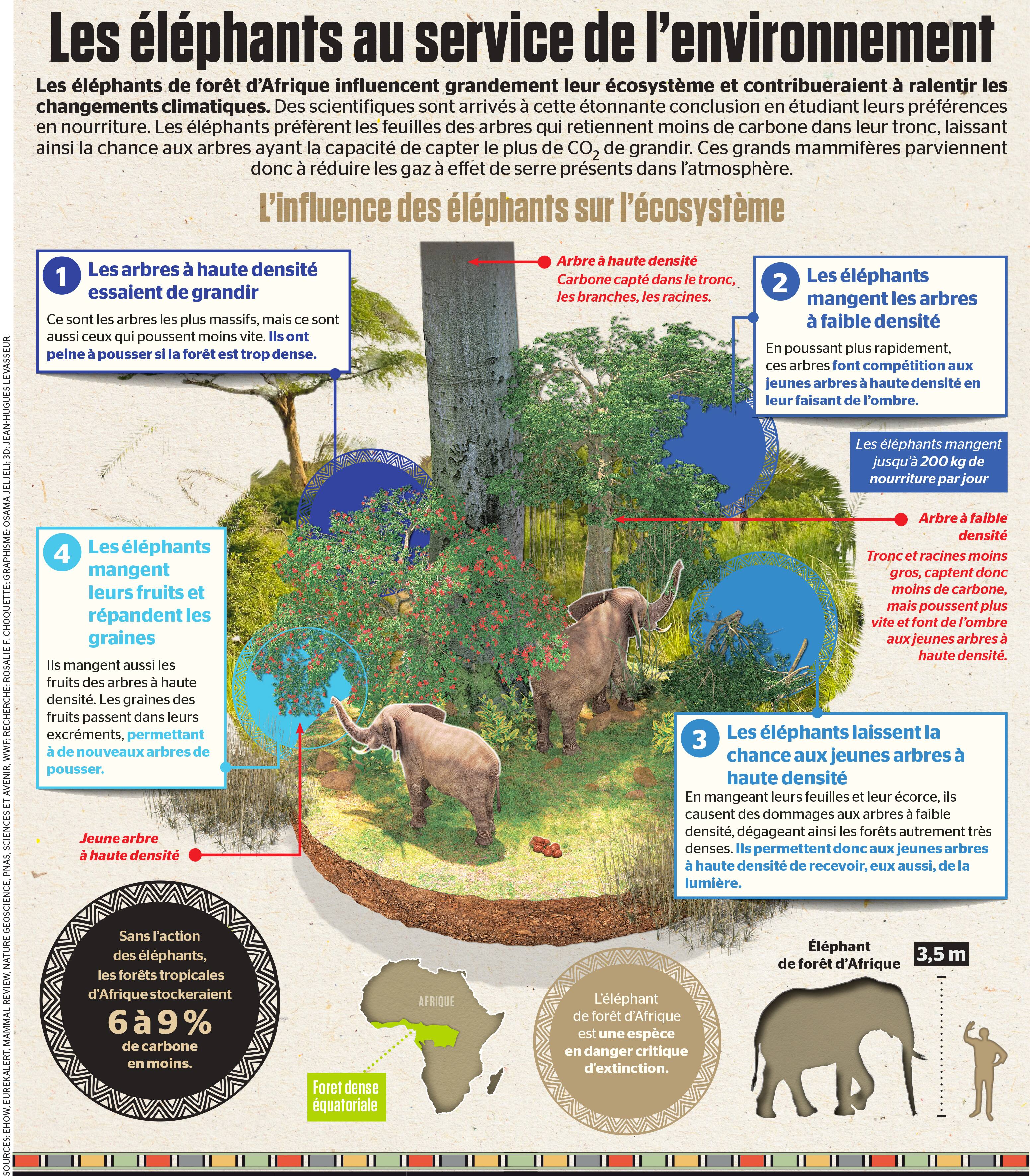 Les éléphants au service de l’environnement | JDQ