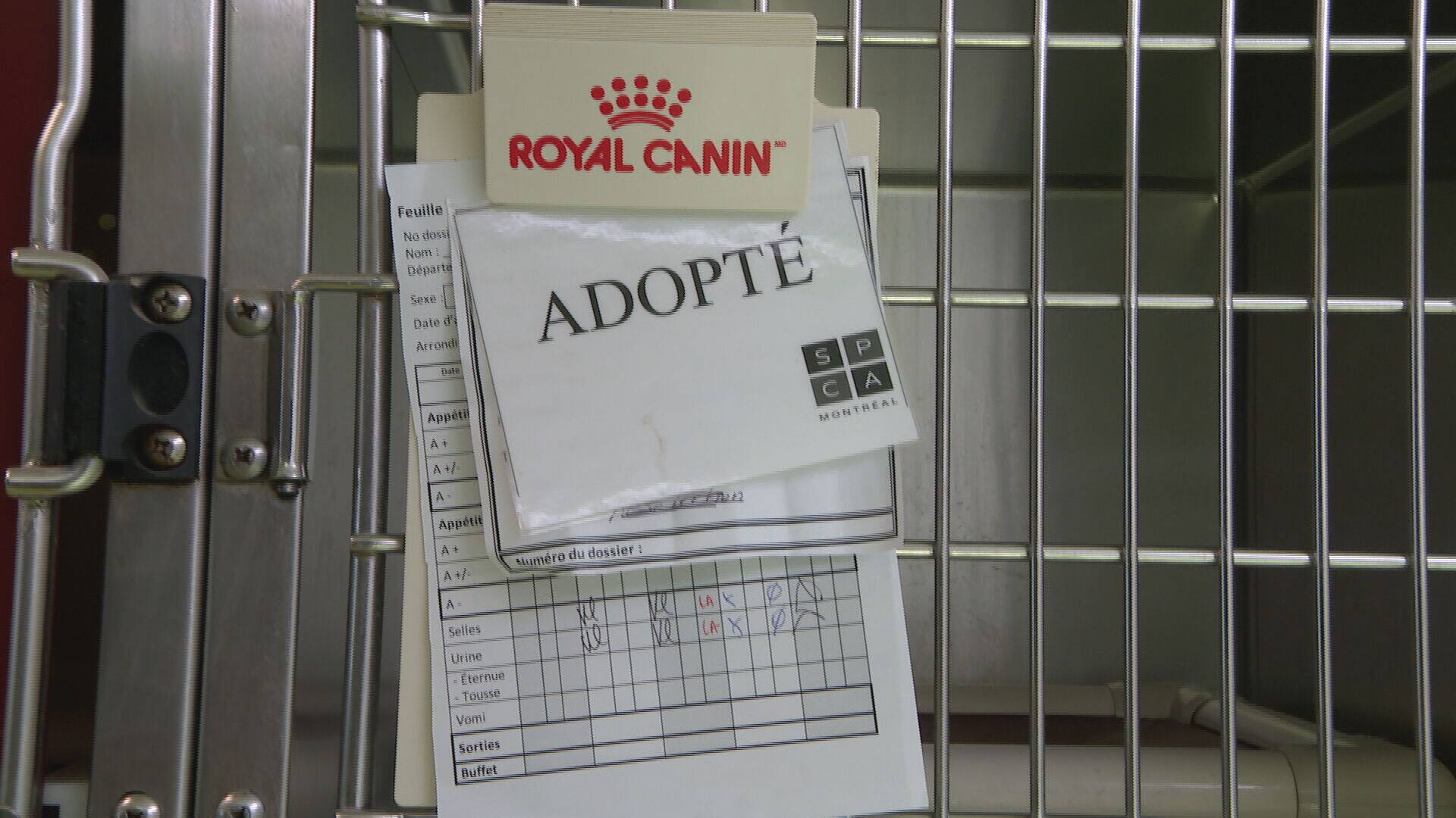 Journée sans frais d’adoption à la SPCA Montréal: pourquoi autant d ...