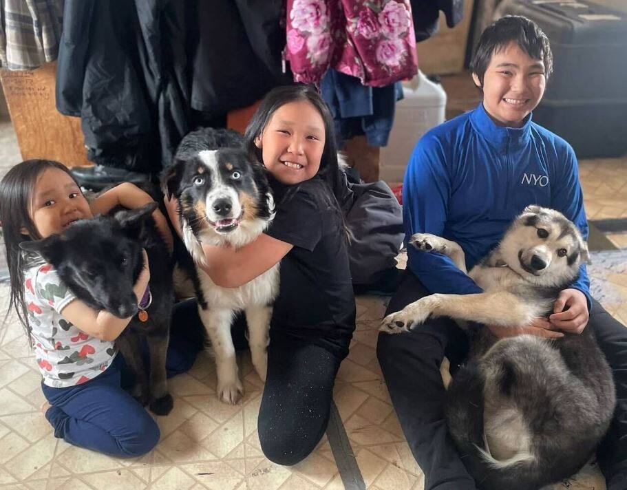 Un chien traverse 240 km sur la glace en Alaska avant de retrouver sa ...