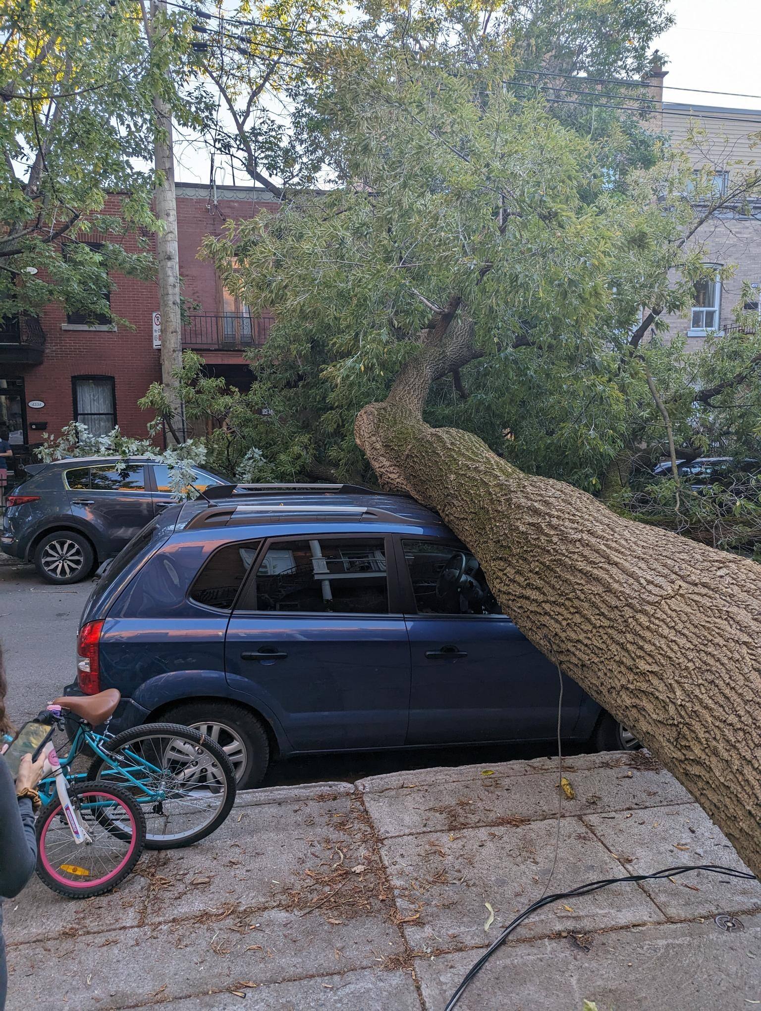 Montreal Tree Crash: Vehicle Damaged After Mature Tree Collapses – Archyde