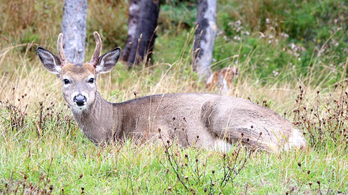 Cerfs de Virginie: Québec permettra la chasse à l’arc dans les parcs ...