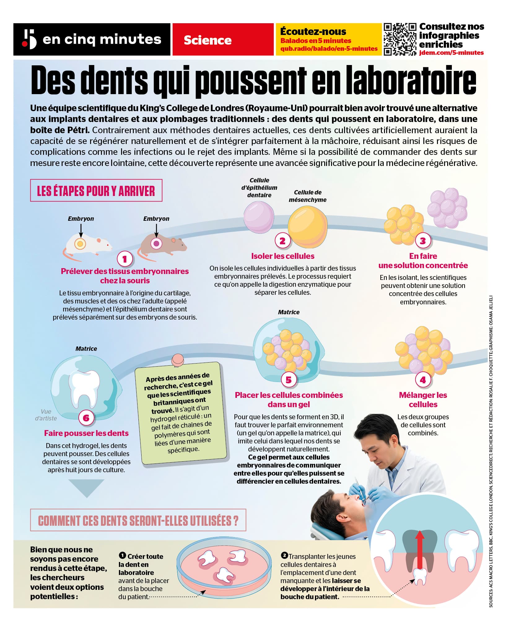 Des dents qui poussent en laboratoire | JDQ