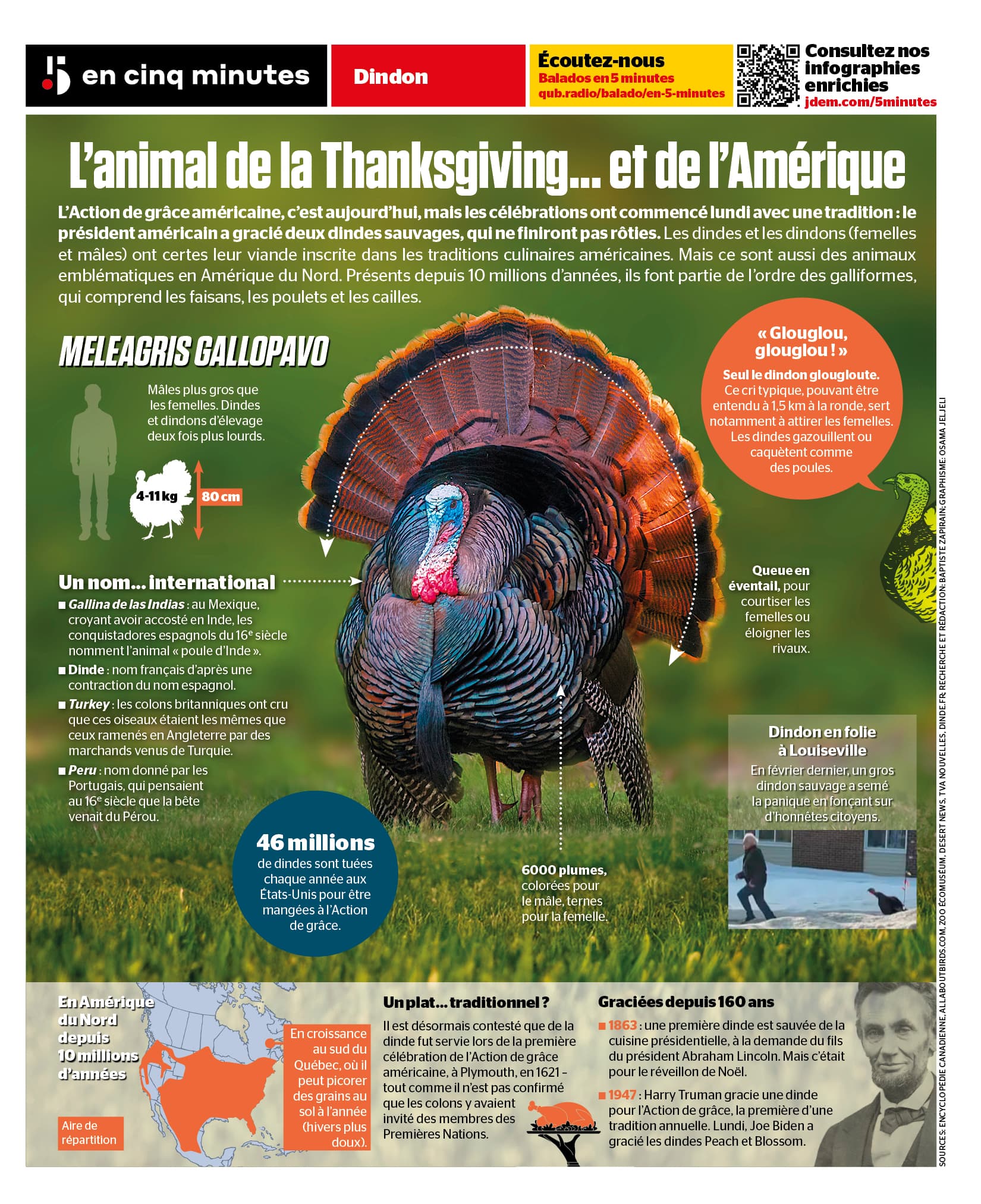 Le dindon, animal de la Thanksgiving... et de l’Amérique | JDM