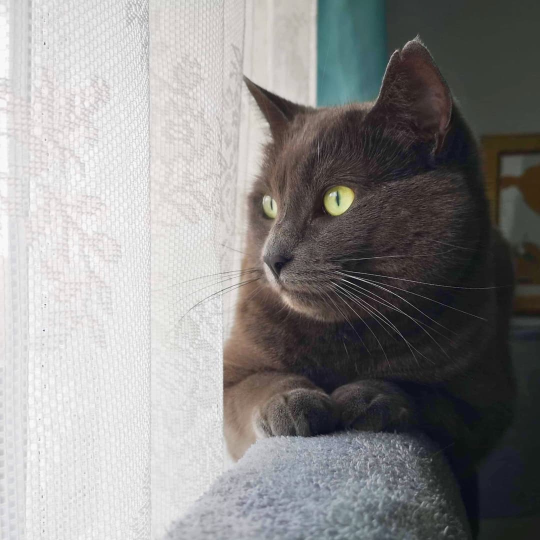 À Québec, vous devrez enregistrer votre chat à partir du 20 mars | JDQ